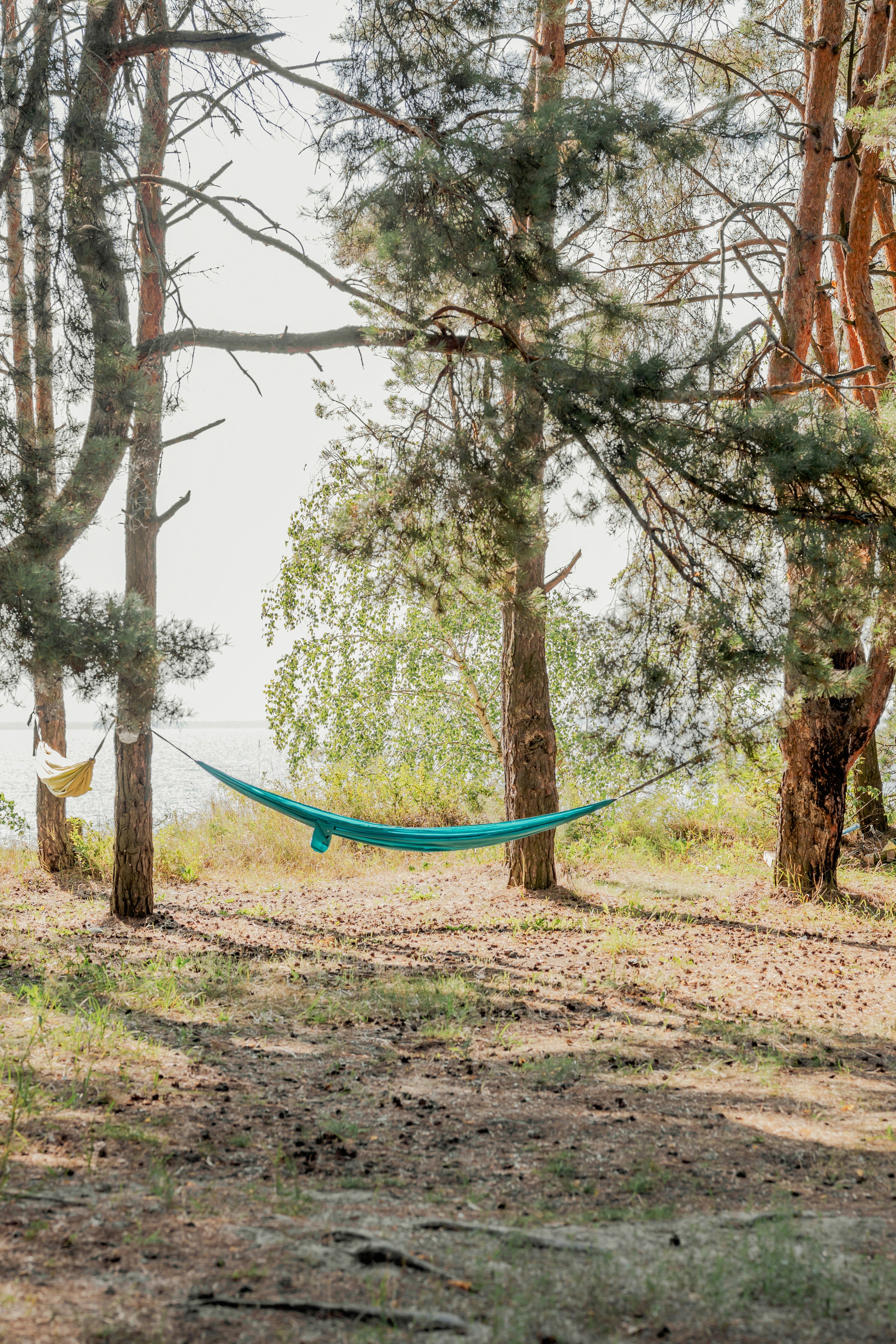 Teal hammock tied between pines in a sunlit forest