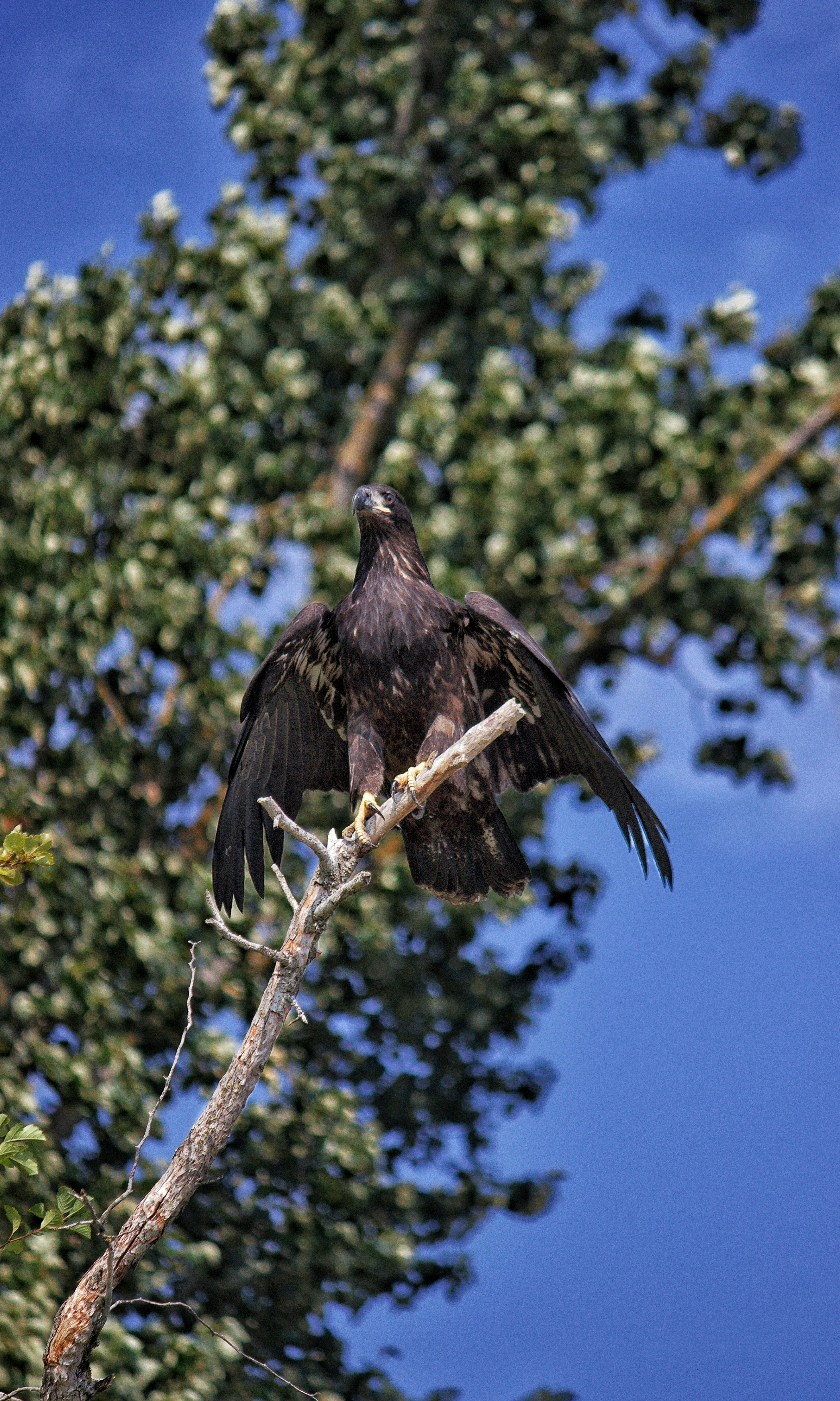 Raven’s Posture: Perched Sentinel Between Branches and Sky