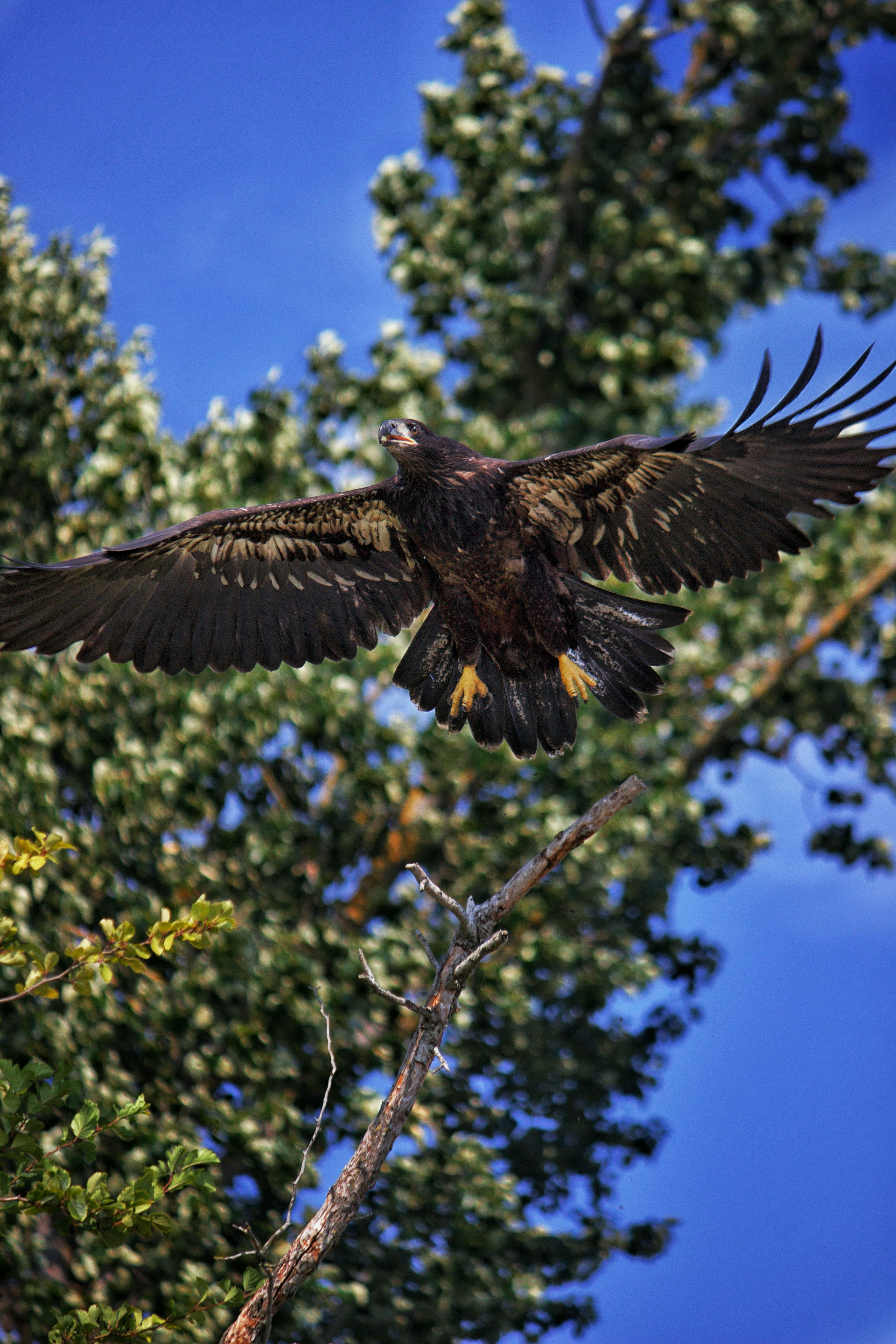 Soaring Watcher: Bald Eagle in a Summer Sky