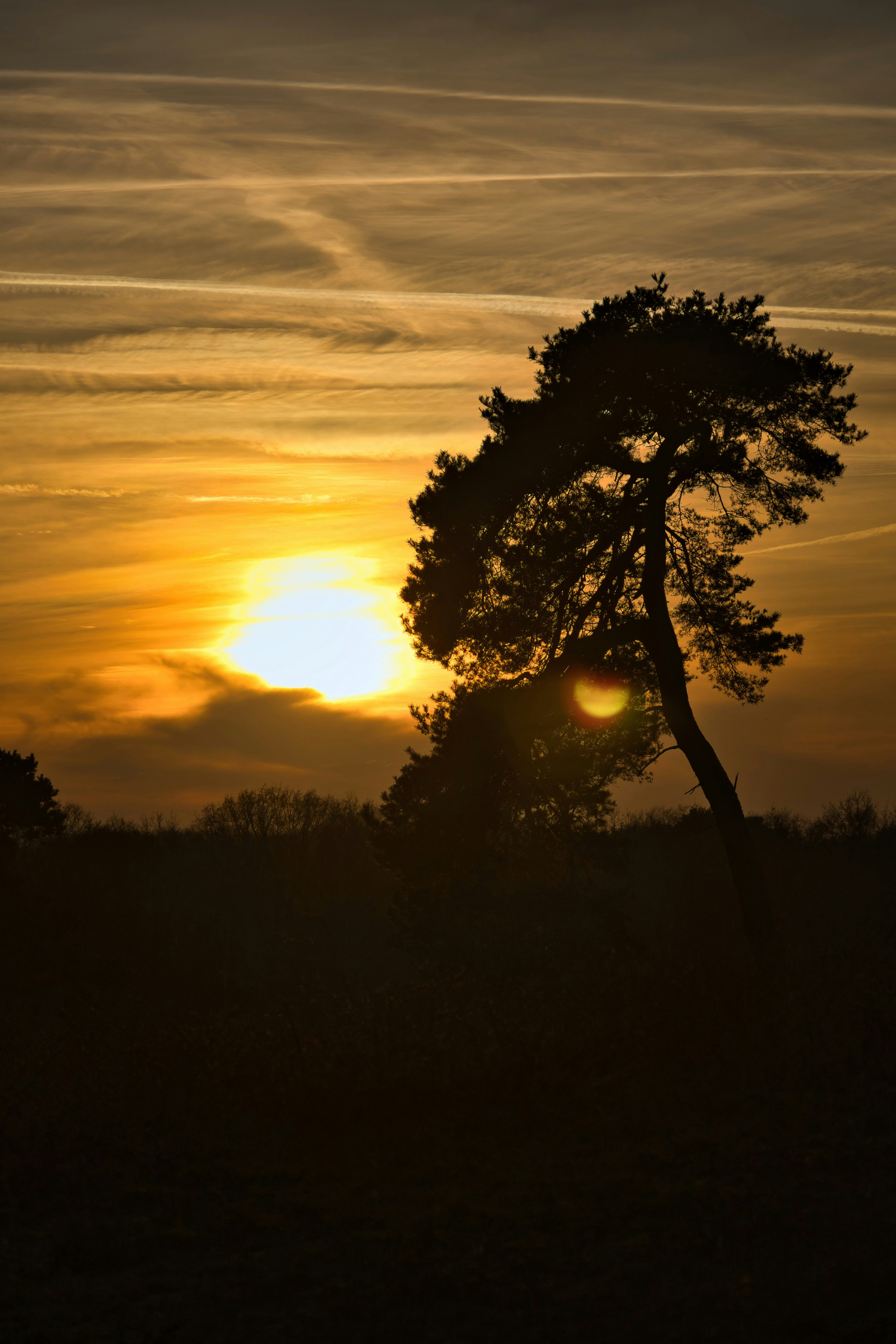 Silhouette of a Wind-sculpted Pine at Sunset