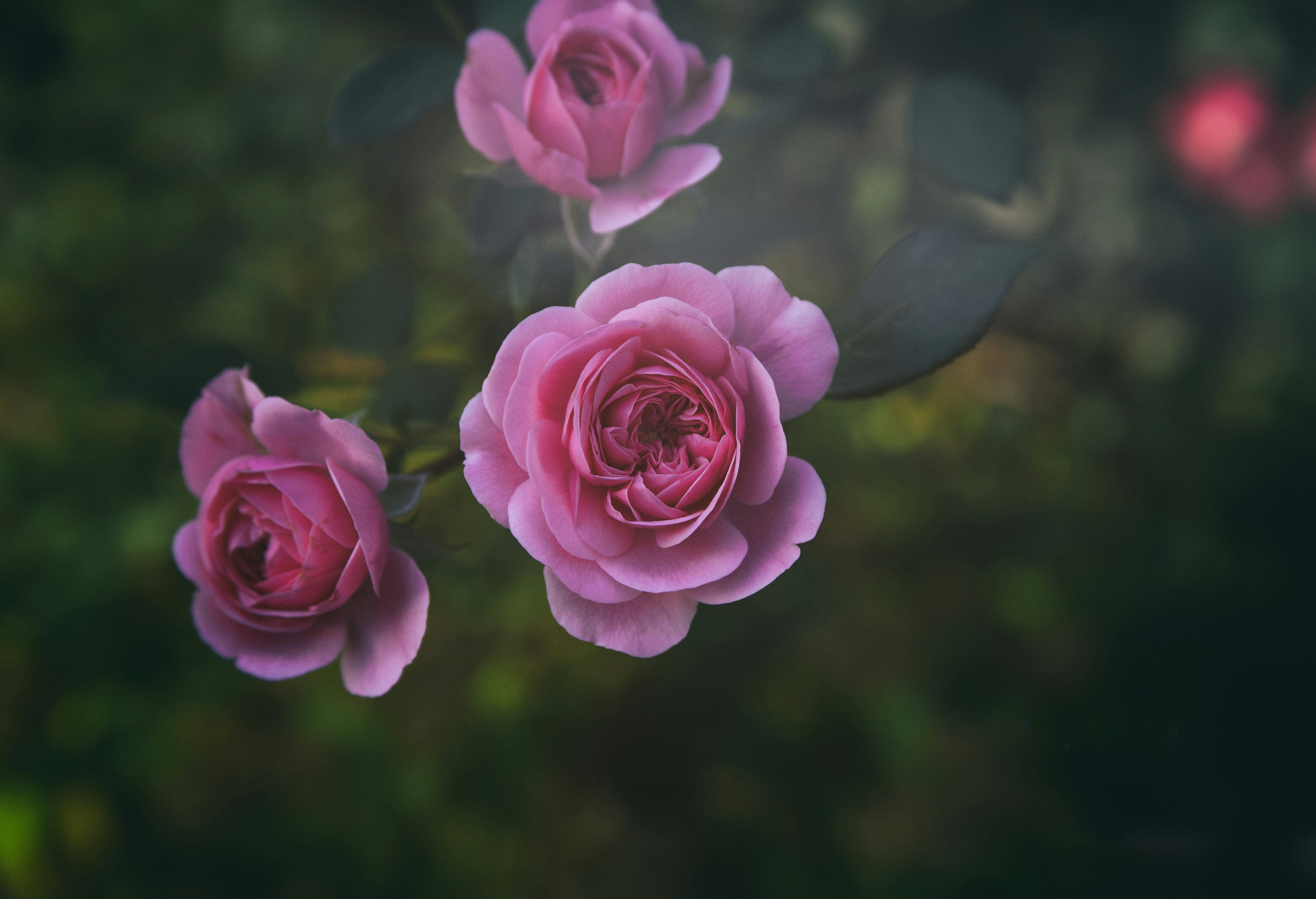Pink Roses Drift in a Silent Glass: A Subtle Still Life