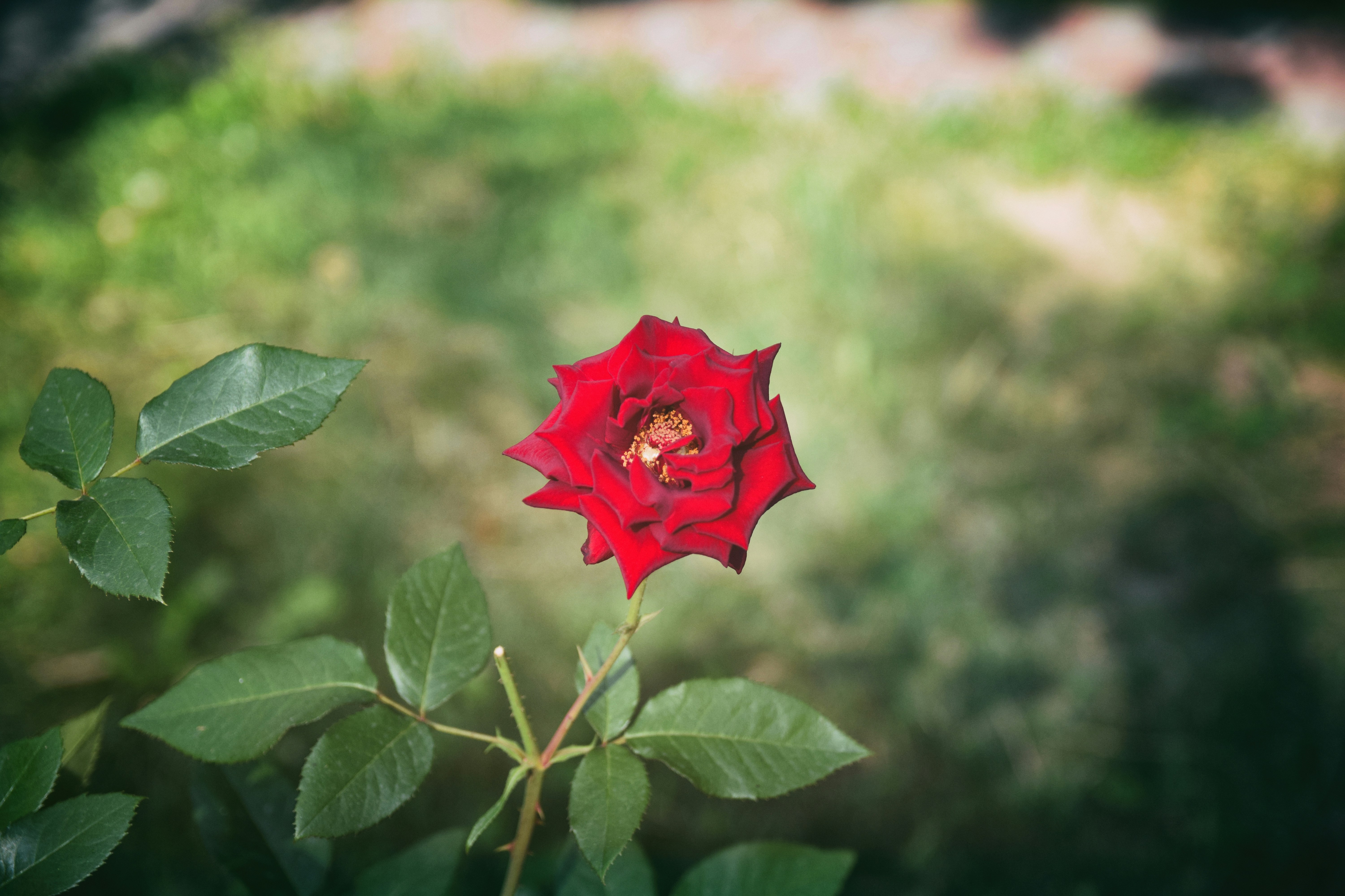 Crimson Rose in Focus Against a Blurred Garden