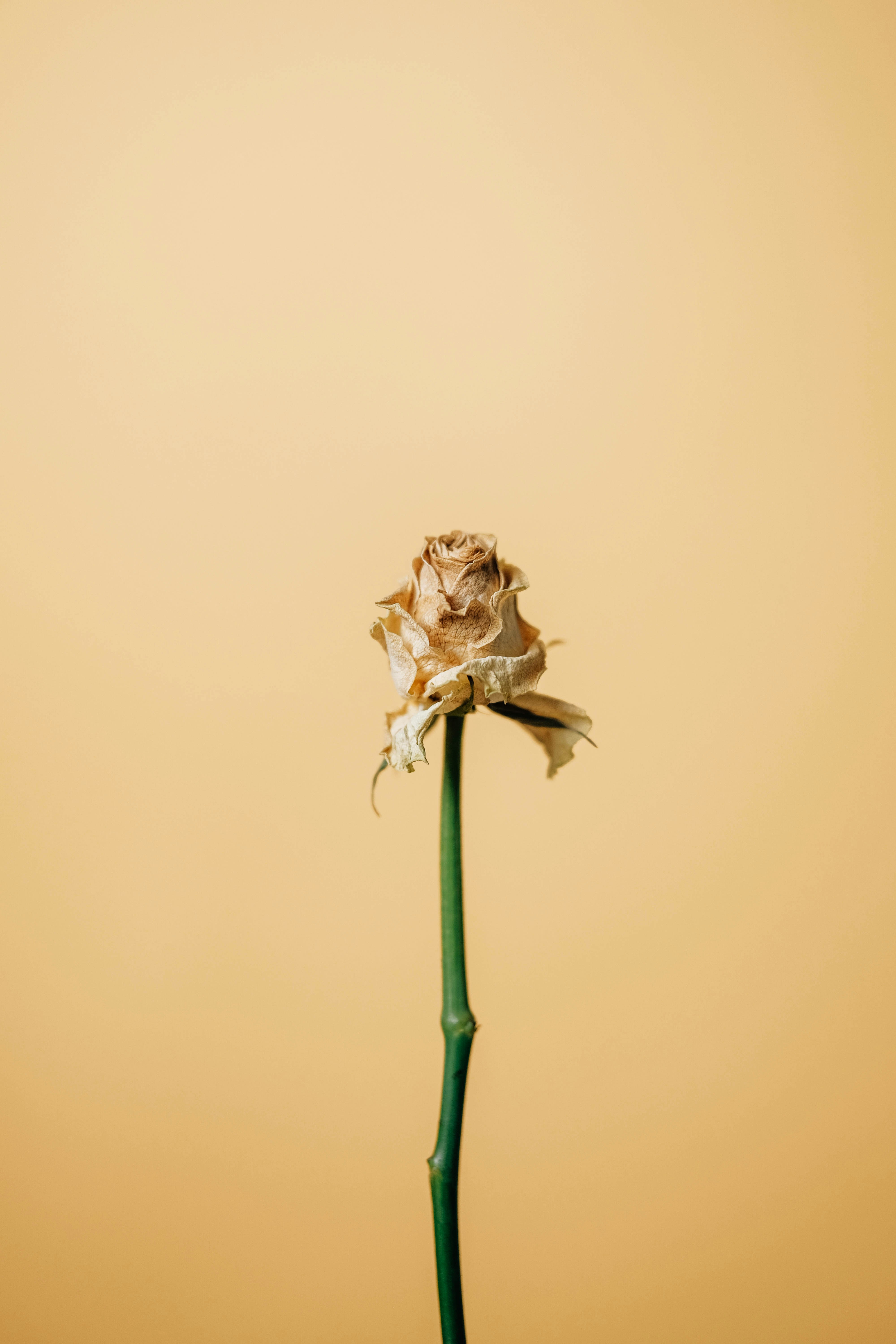 A solitary withered rose leaning toward light on a warm backdrop