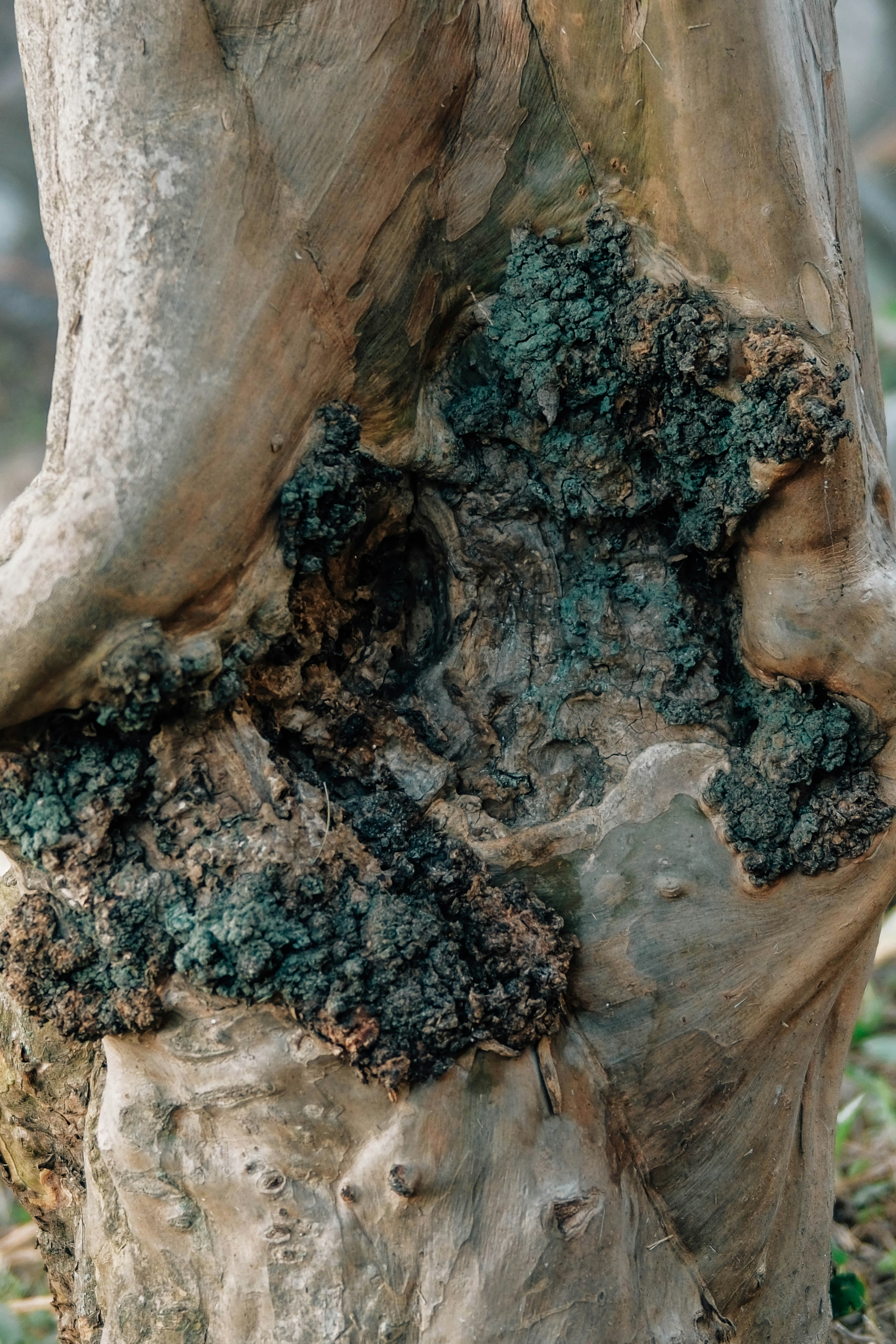 Moss and bark: textured trunk with dark fungal growth