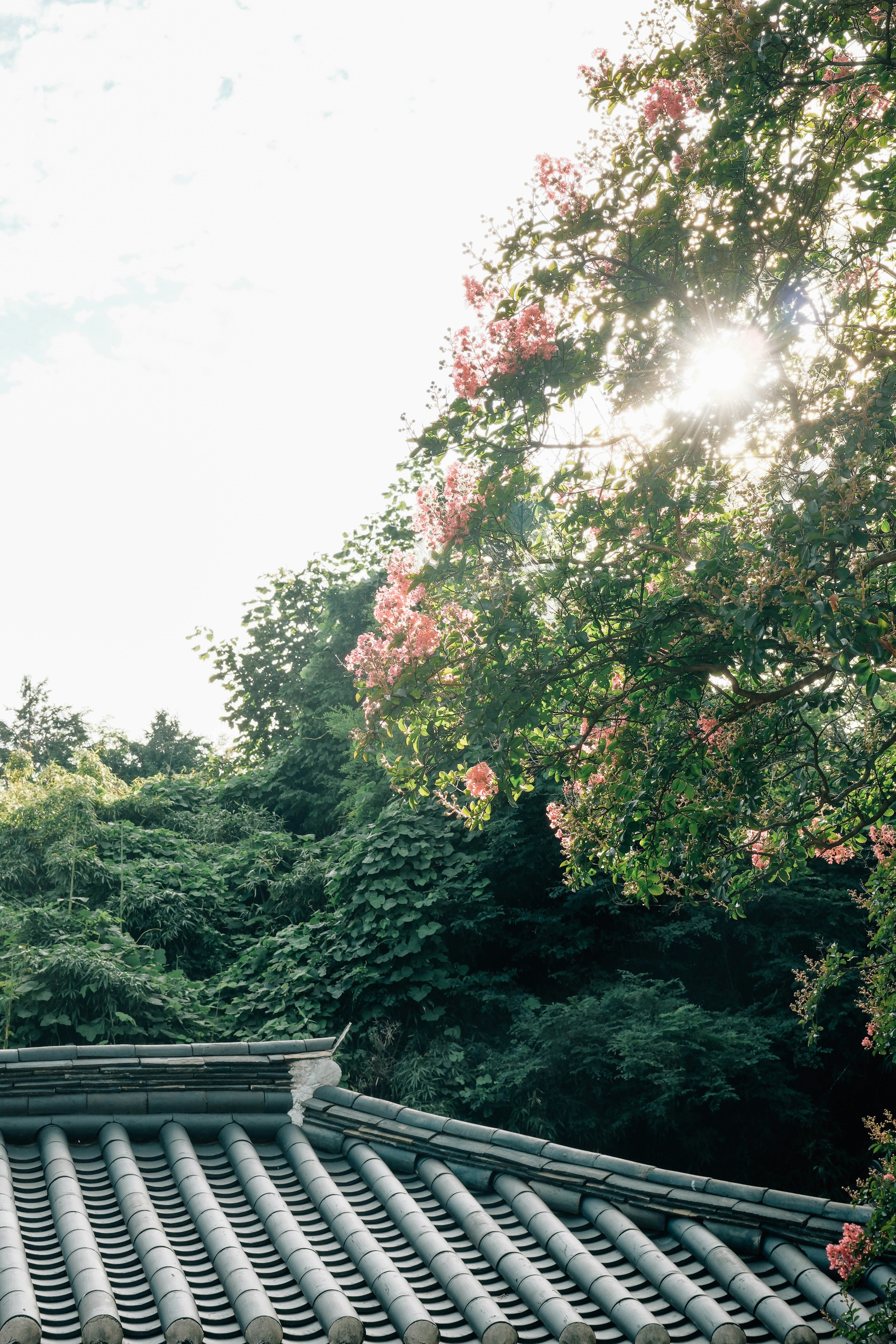 Sunlit Magnolia Canopy Over Traditional Rooftiles