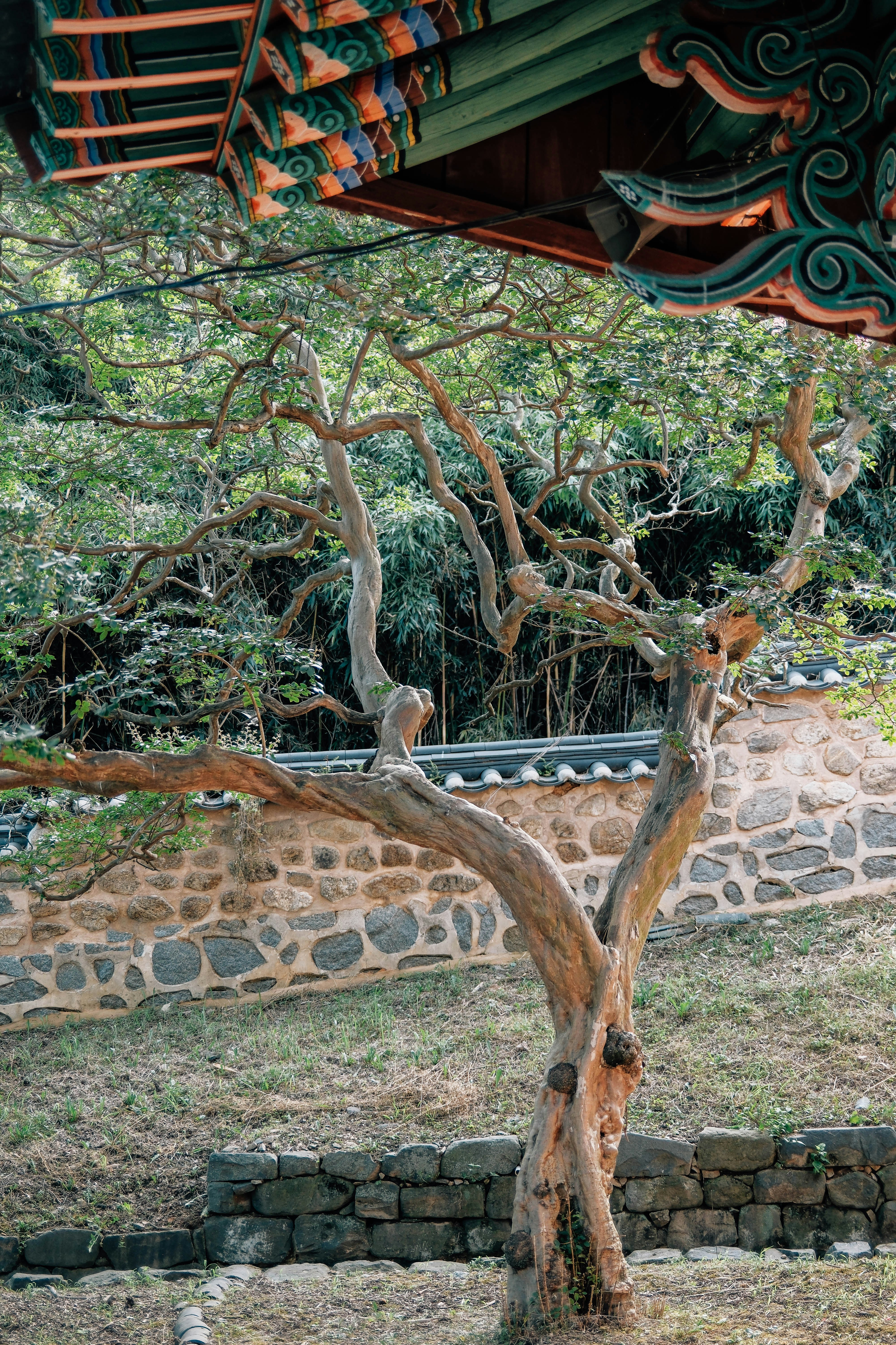 Gnarled Tree Portrait by a Stone Terrace