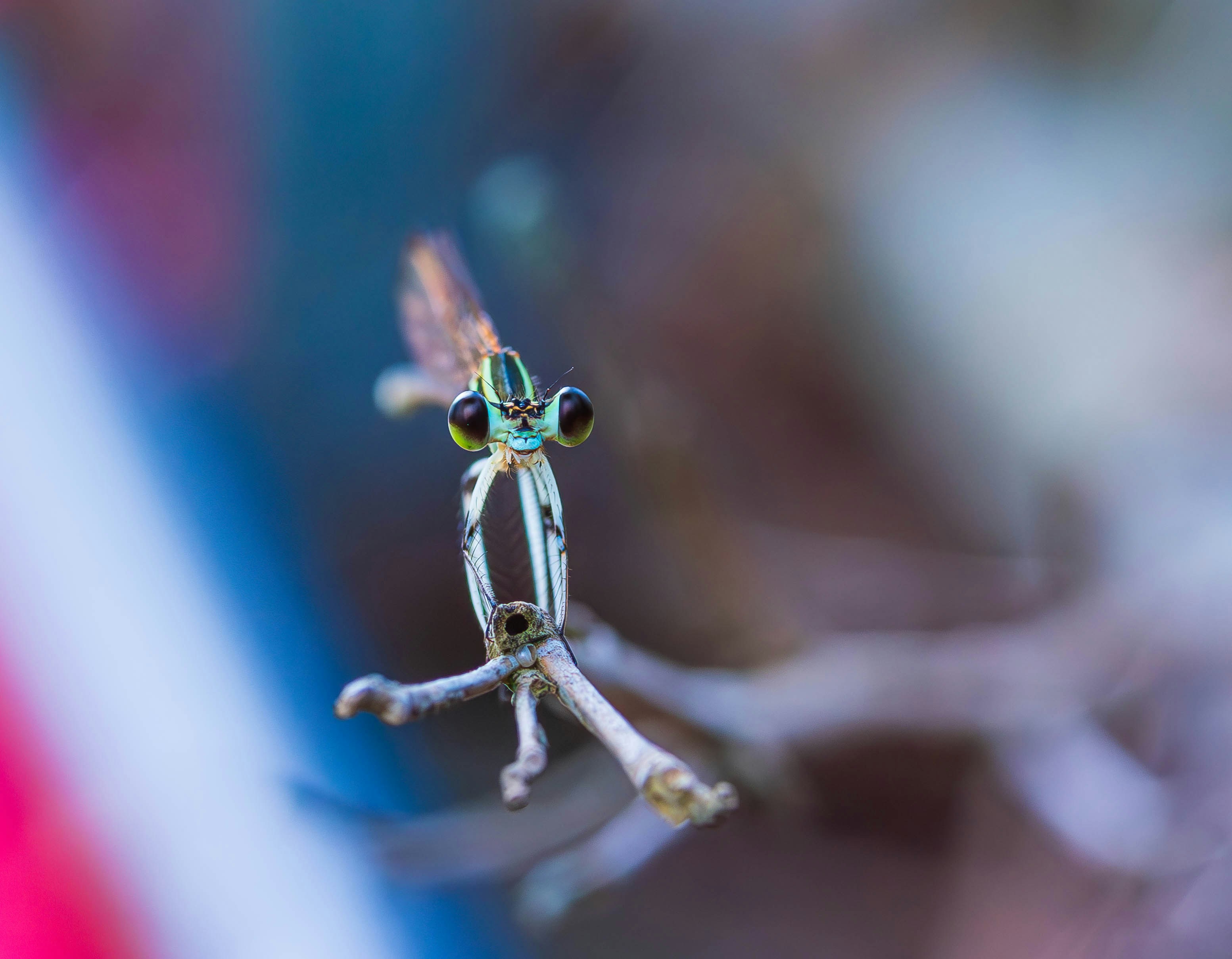 Front-Row Glimpse: A Macro Gaze into a Colorful Fly's Face
