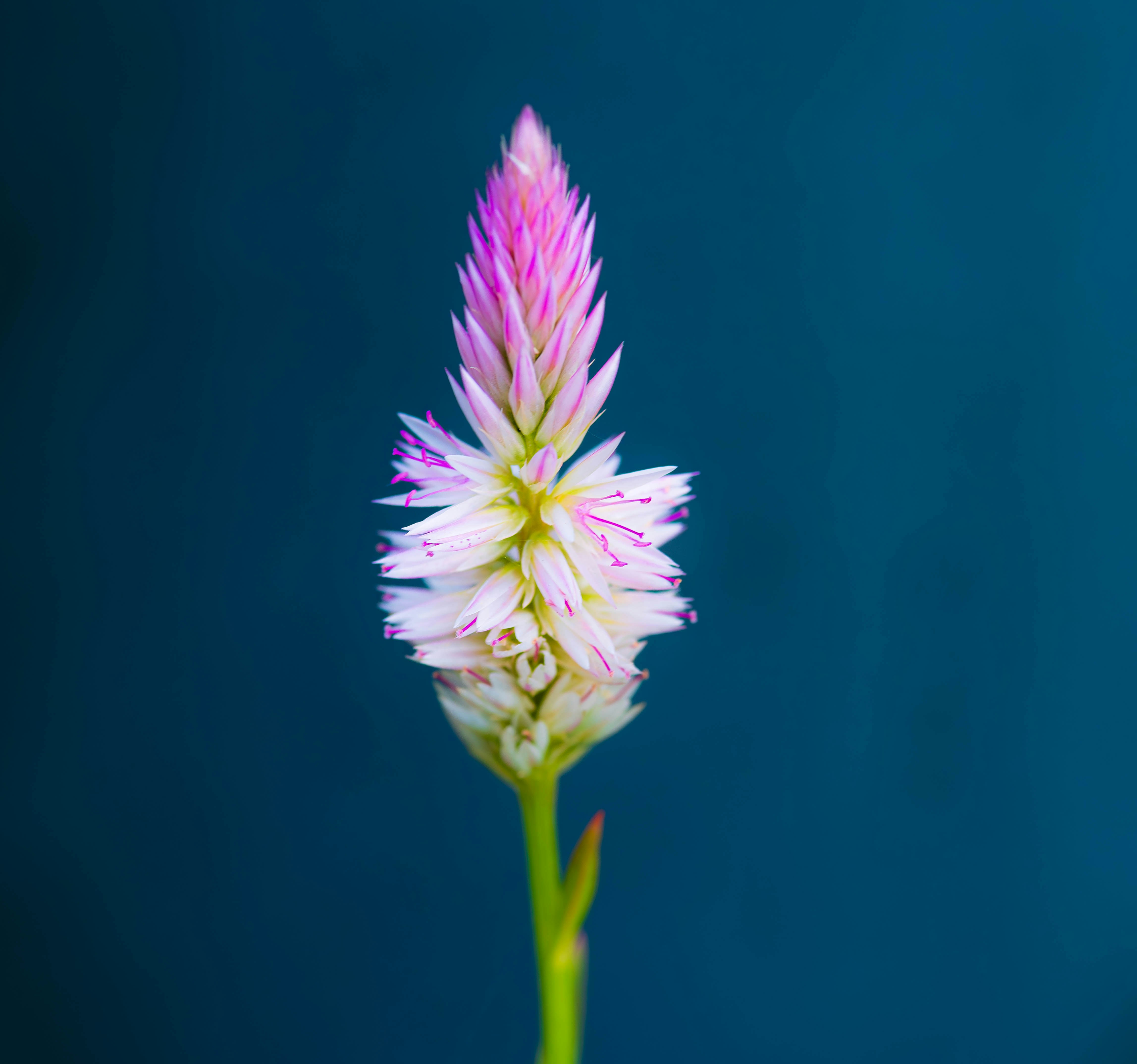 Pastel Spike: A Single Flower Rising Against Deep Blue