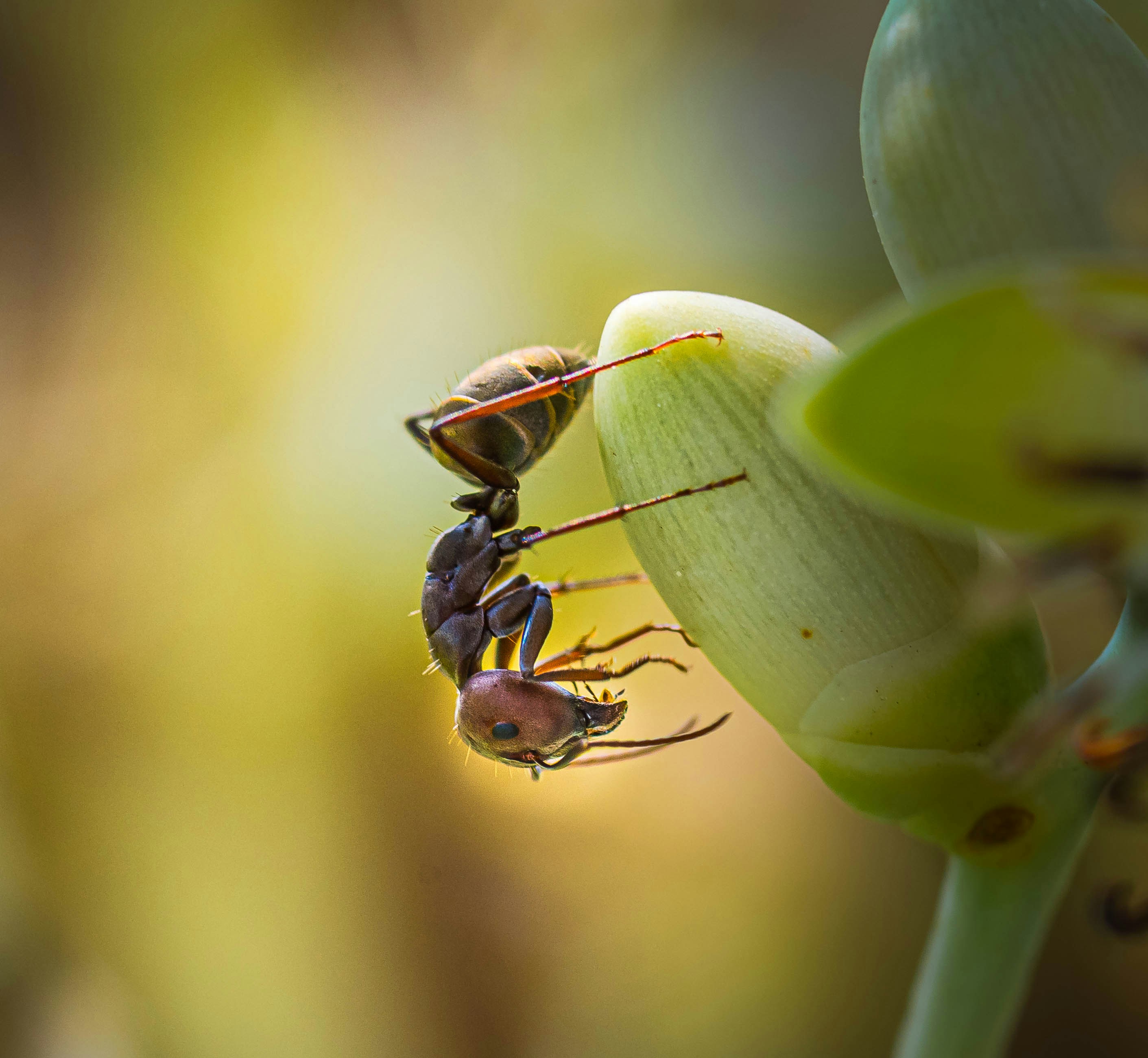 Macro Encounter: An Ant Clings to a Pale Bud in Soft Sunlight