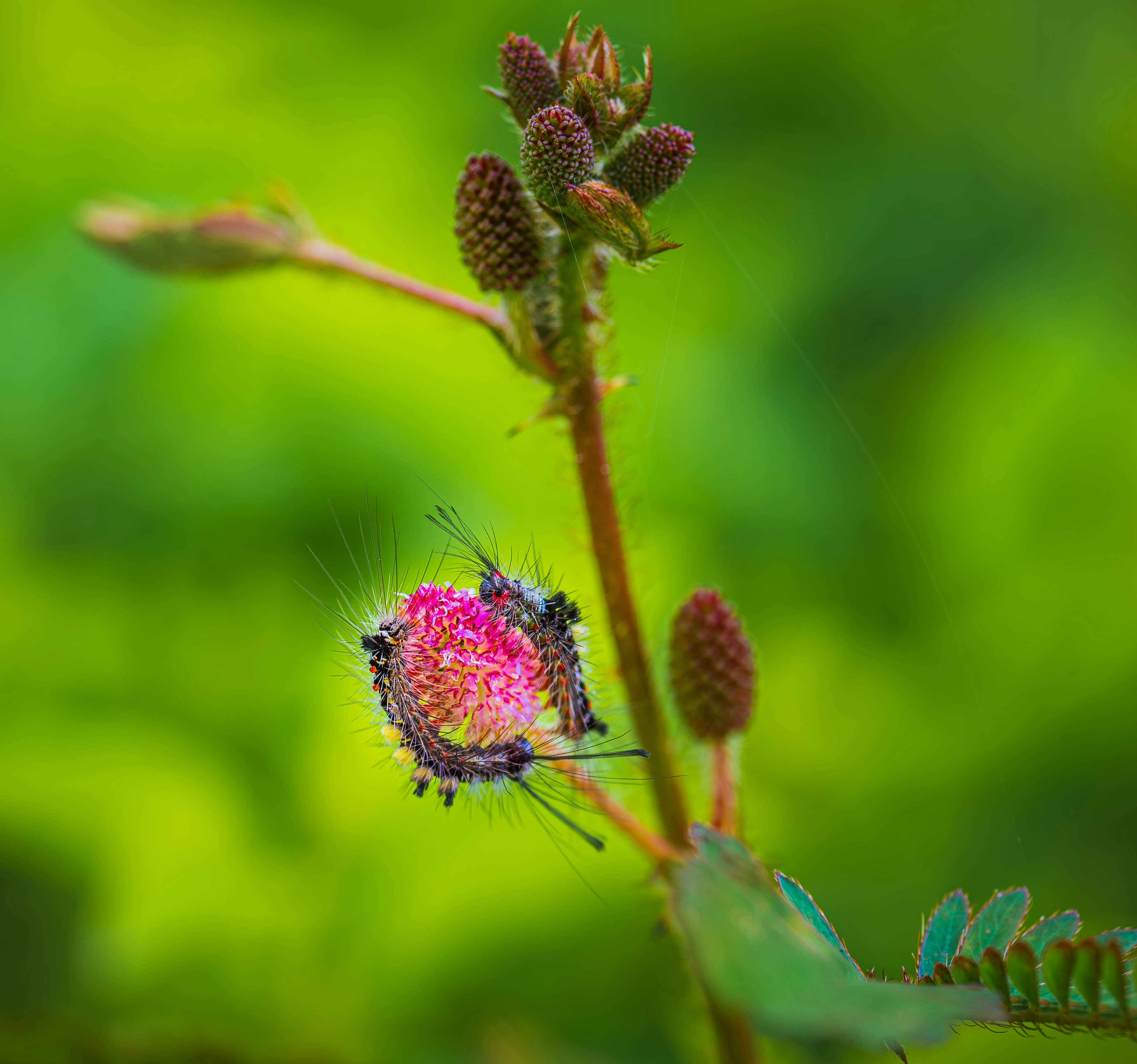 Spiky Pink Crowned Bloom: A Tiny Insect’s Minute Pause