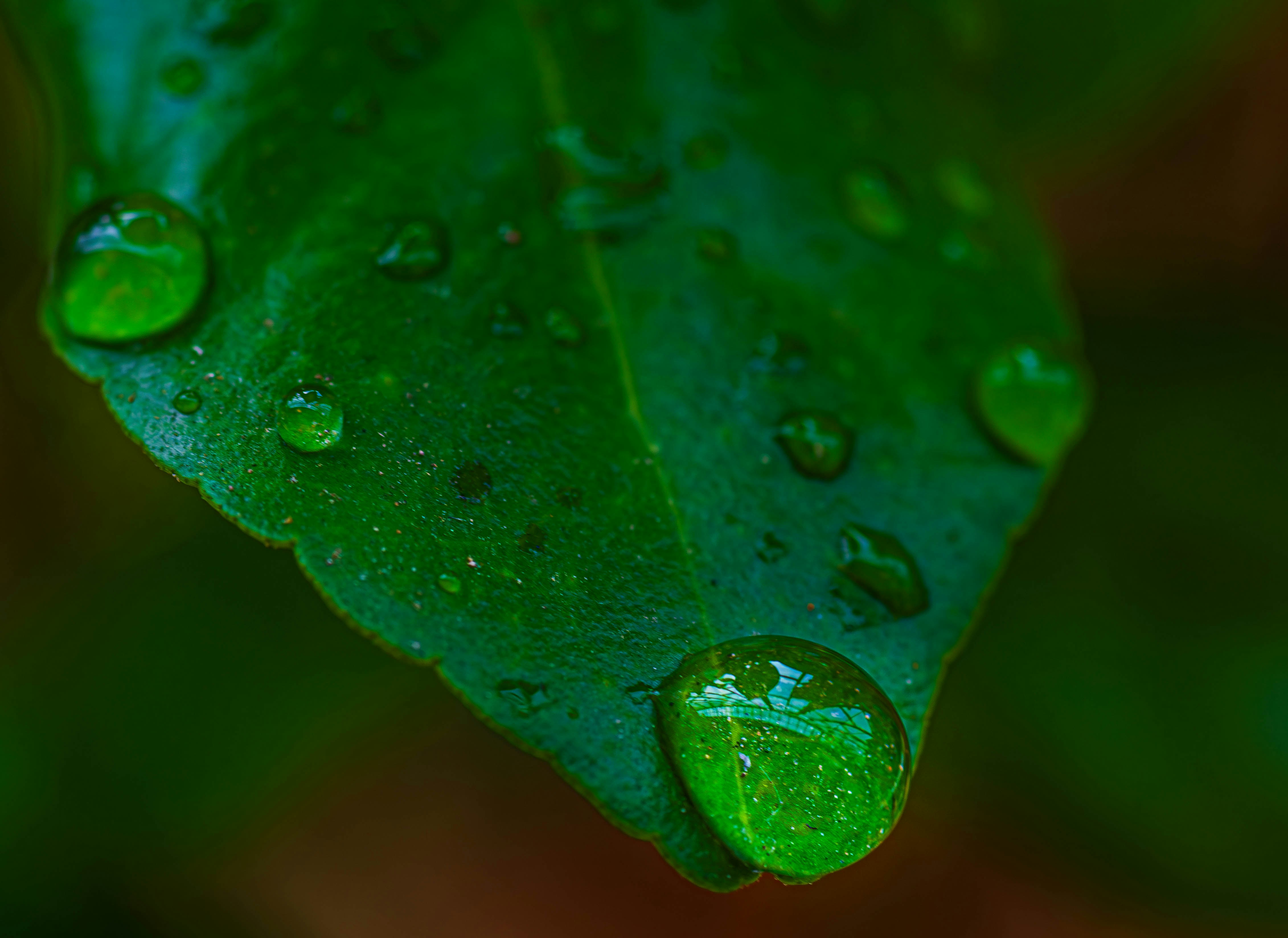 A Dew-Crowned Leaf: Quiet Macro Moment