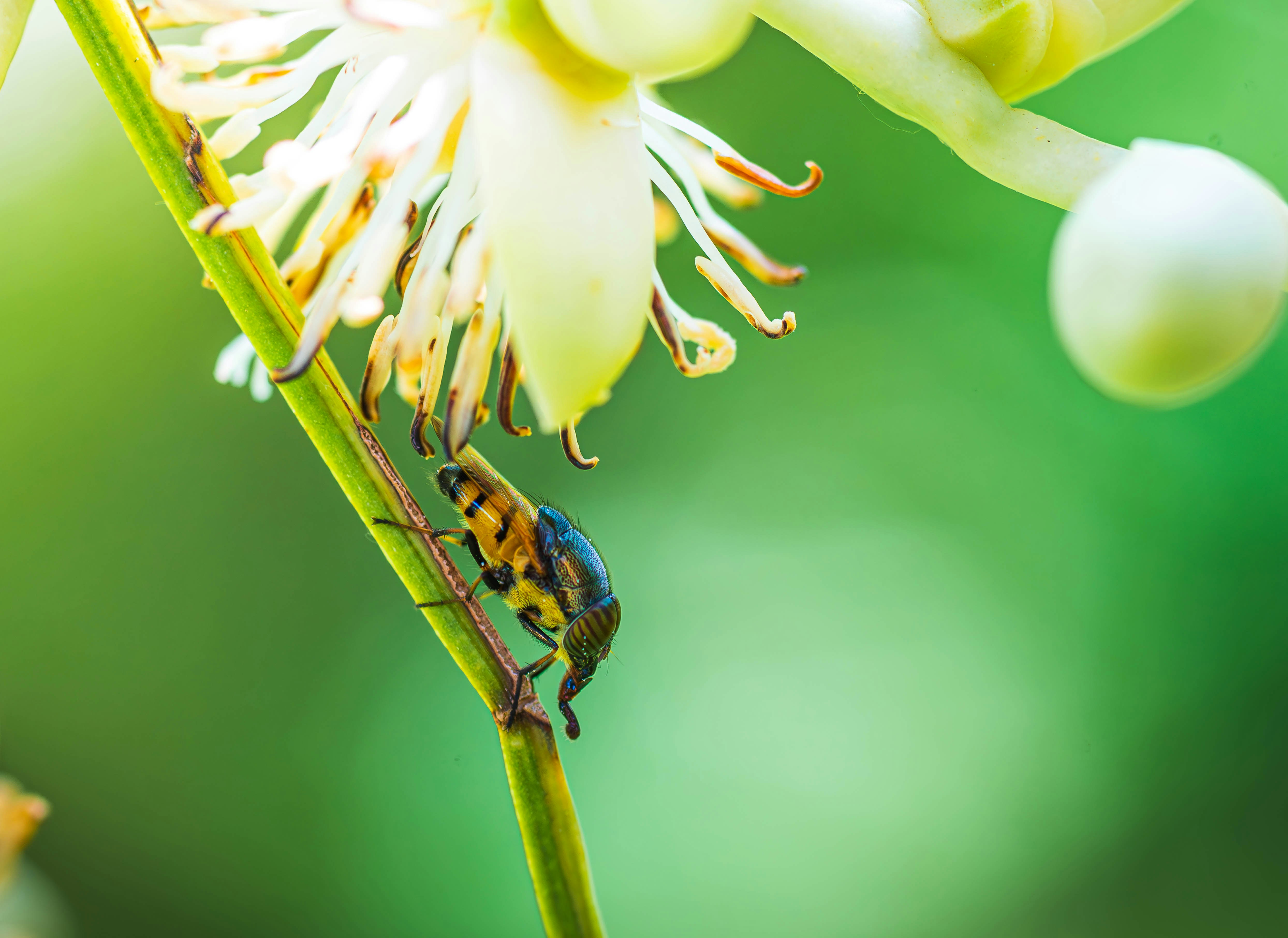 Bee on a Nectarful Edge: A Close Encounter with a Flower's Frame