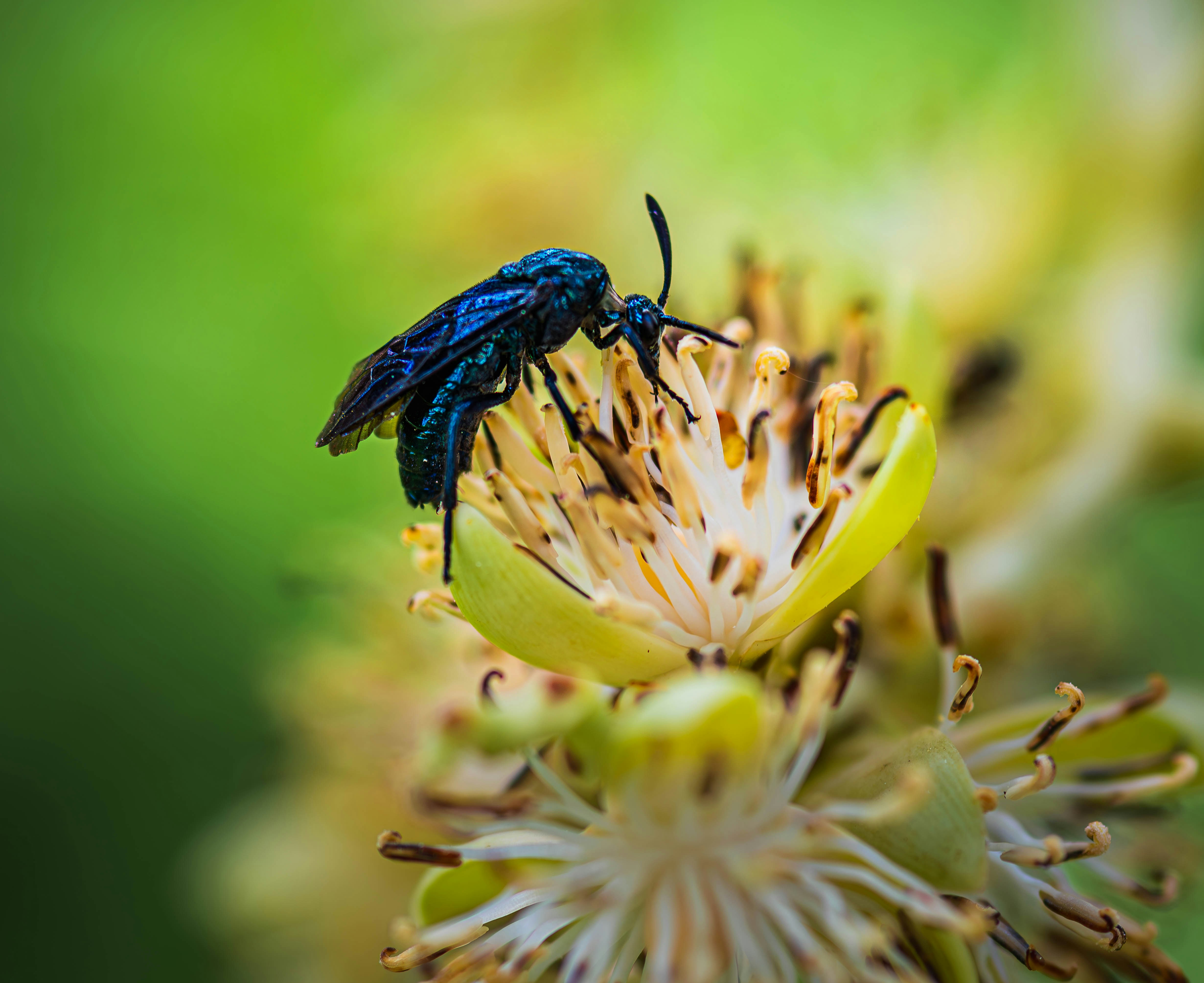 Blue Metalisan Hover: A Bee on a Bloom