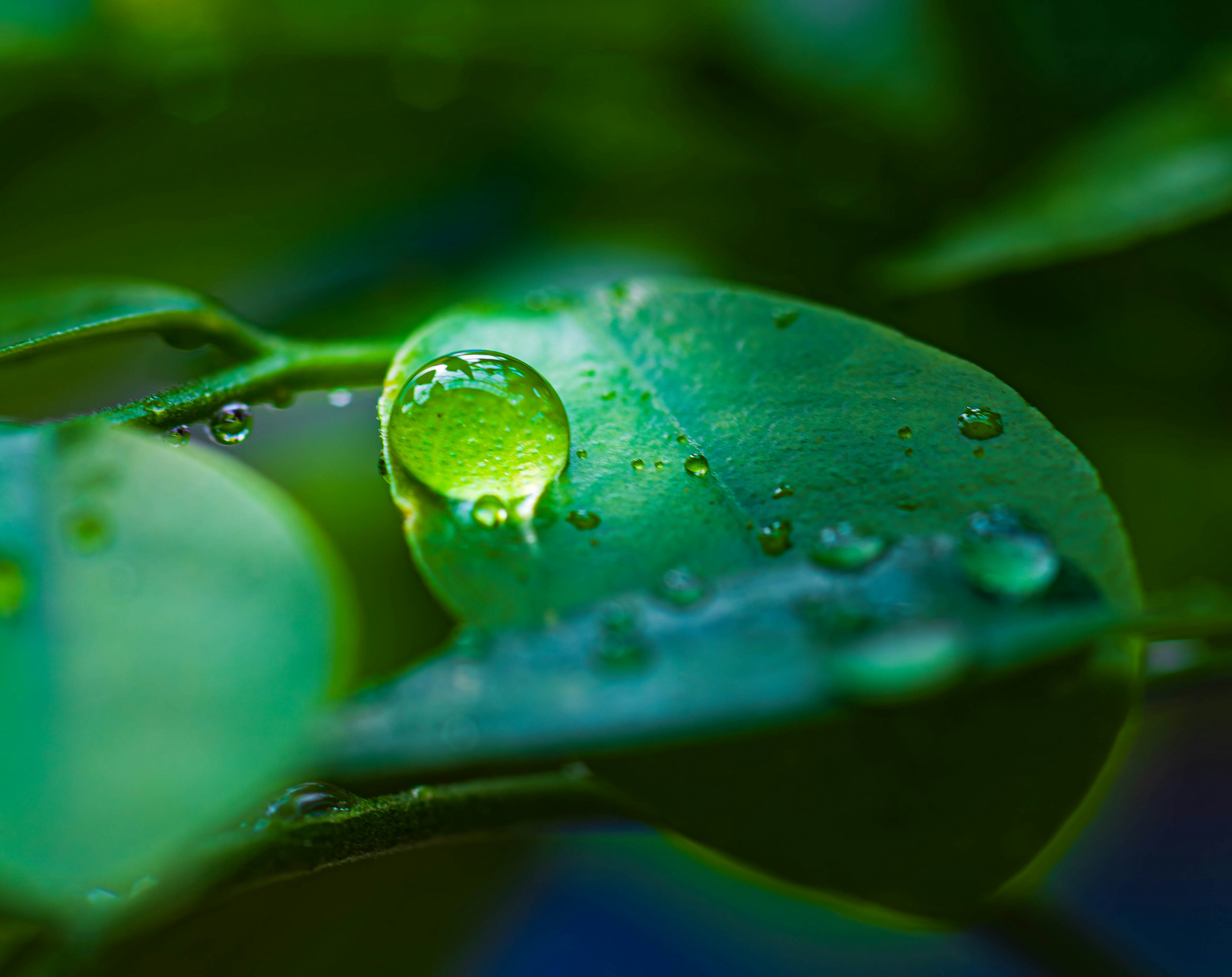 Droplet Crown: A Green Leaf Close-Up