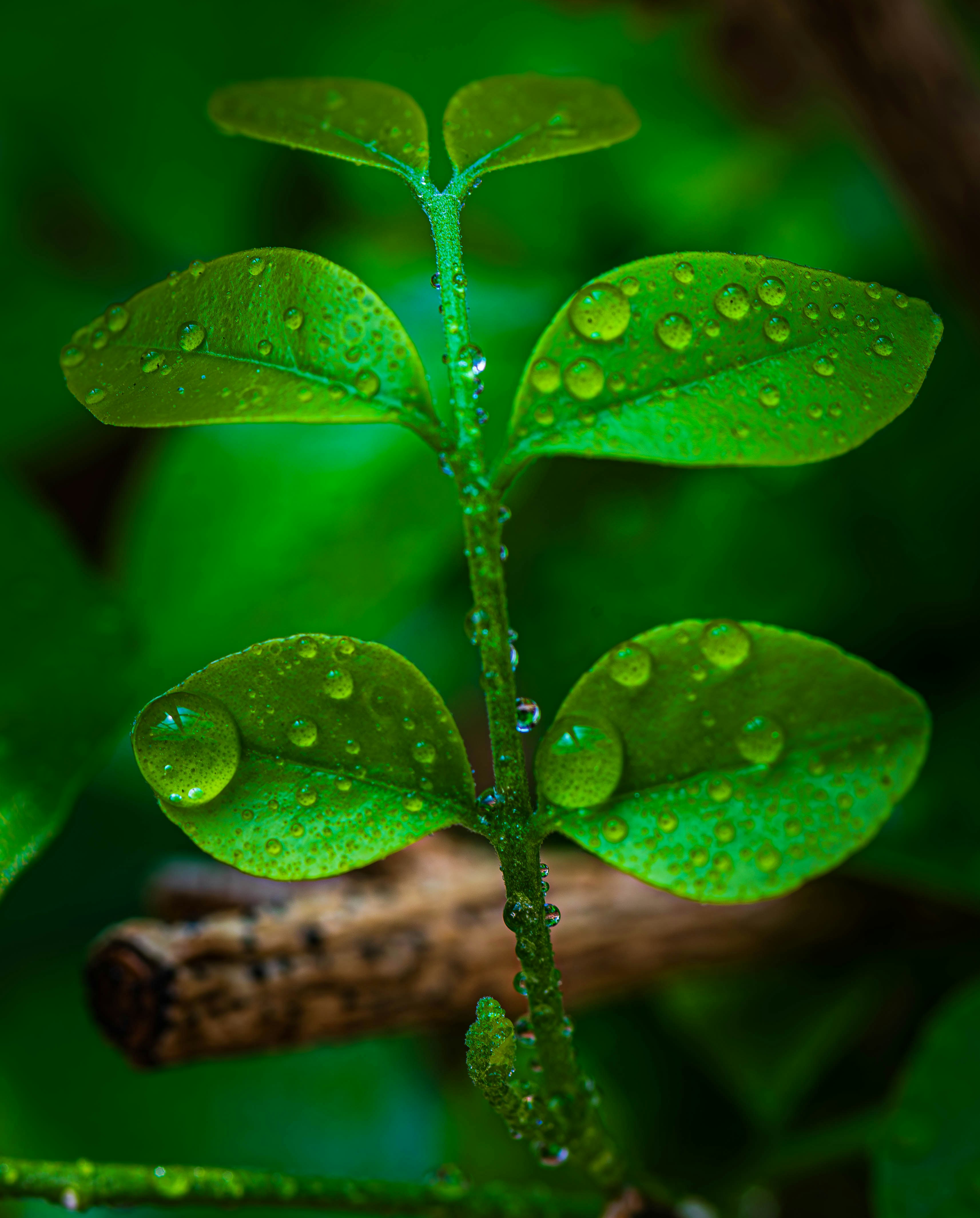 Dew-Kissed Sprout: A Close-Up of Verdant Detail
