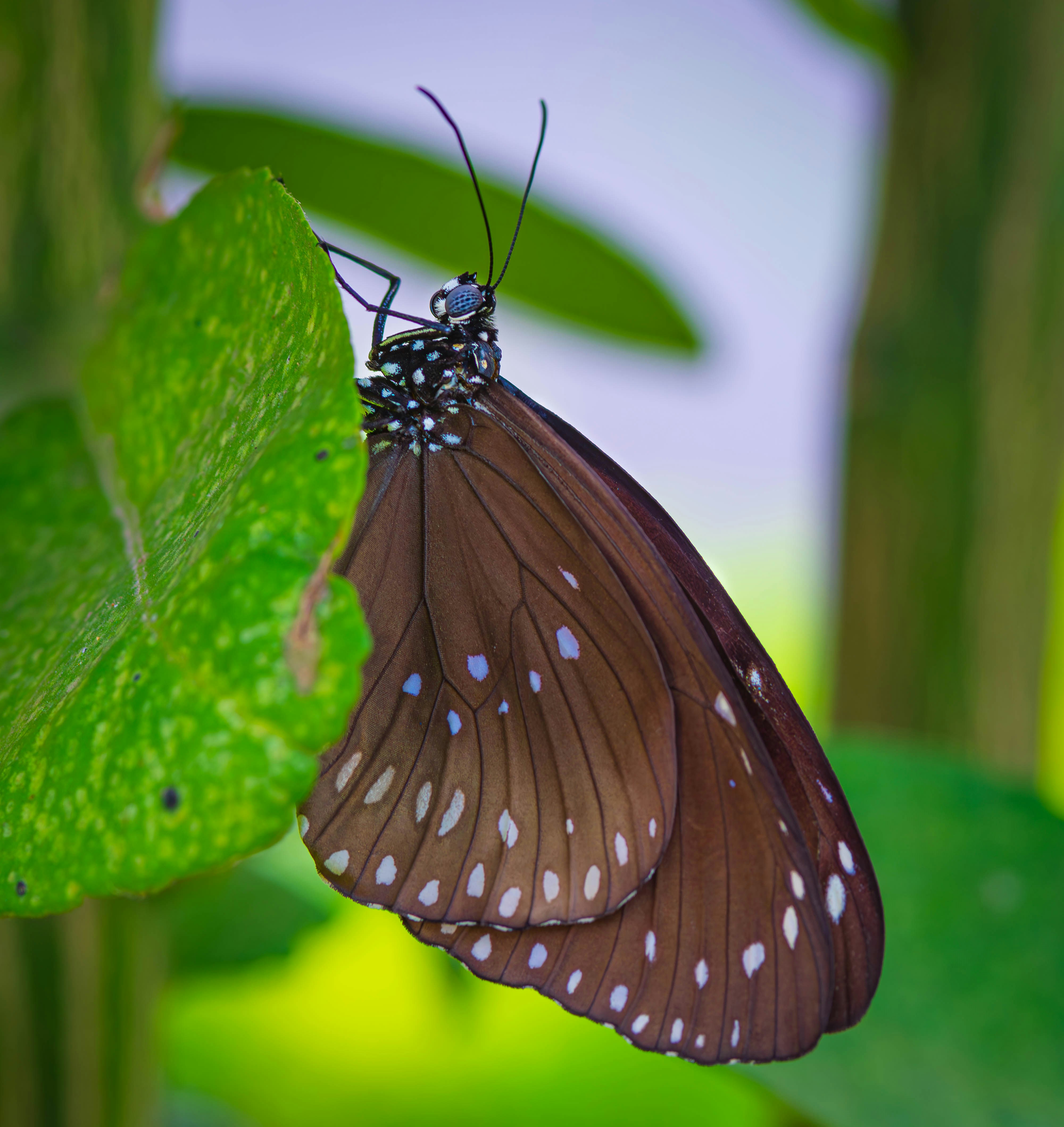 Butterfly on Leaf: Indigo-Blue Accent on a Green Stage