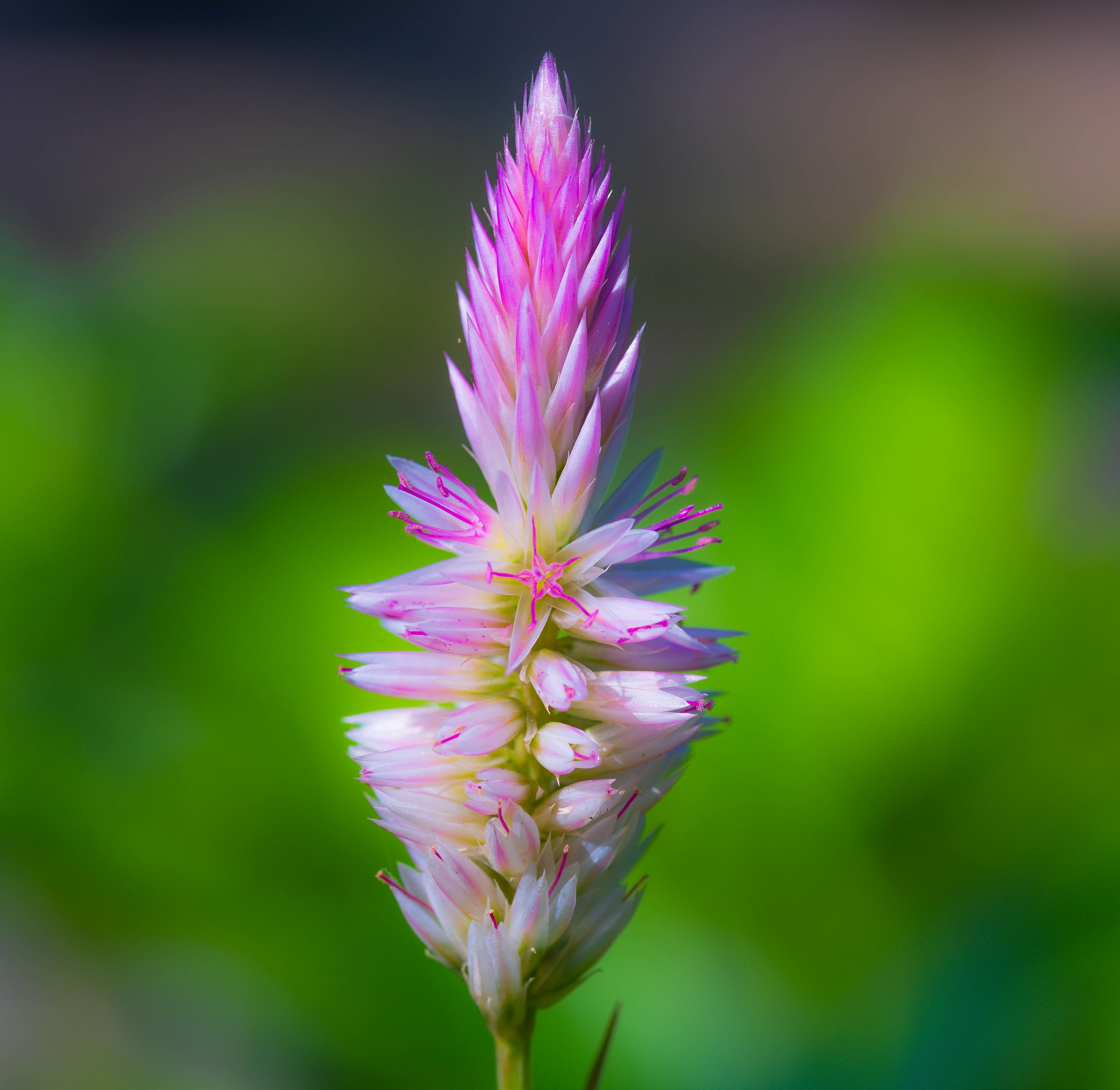 Pink Spiral Bloom Reaching for the Light