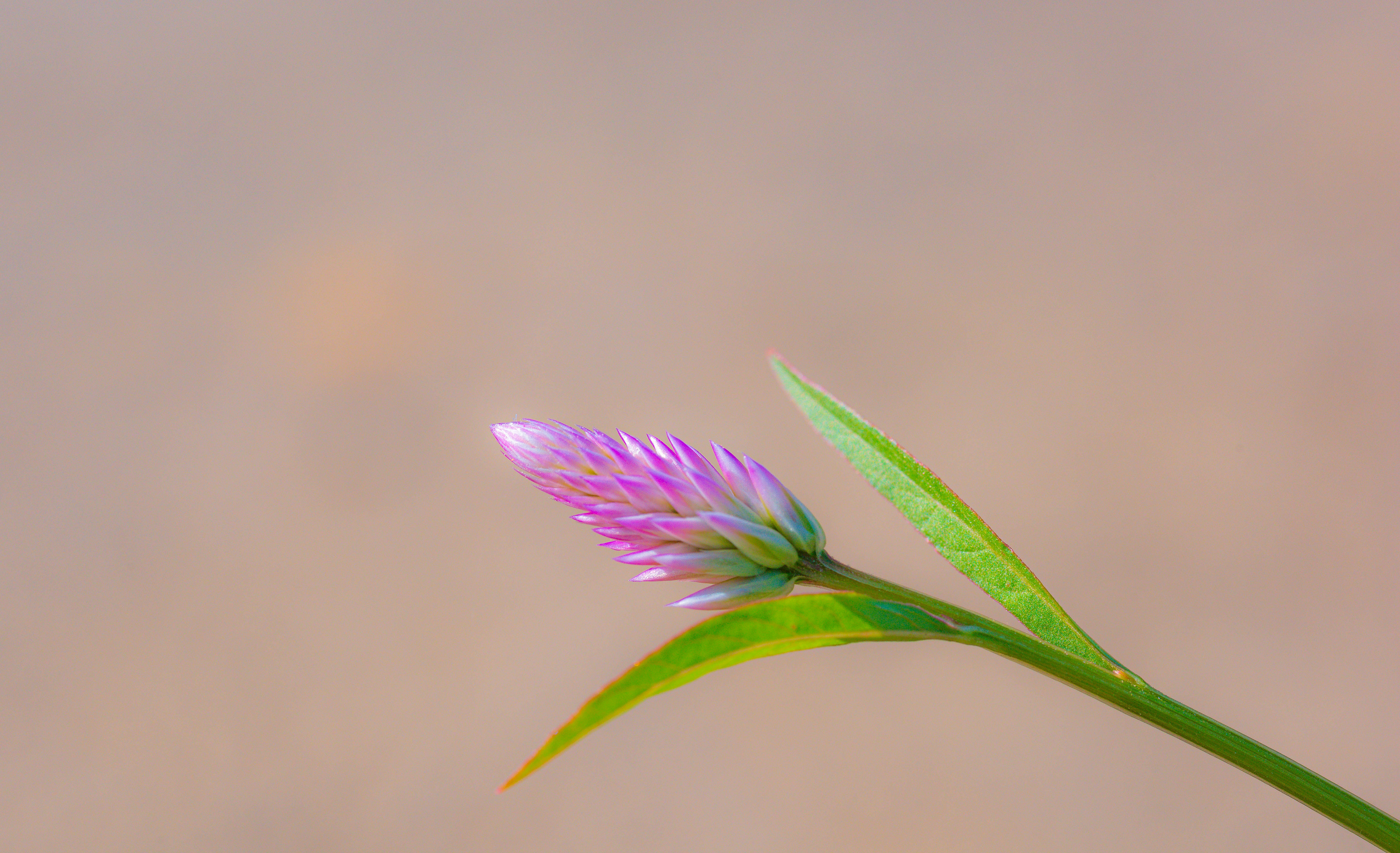Delicate Magenta Spike: A Close-Up of a Creeping Bloom