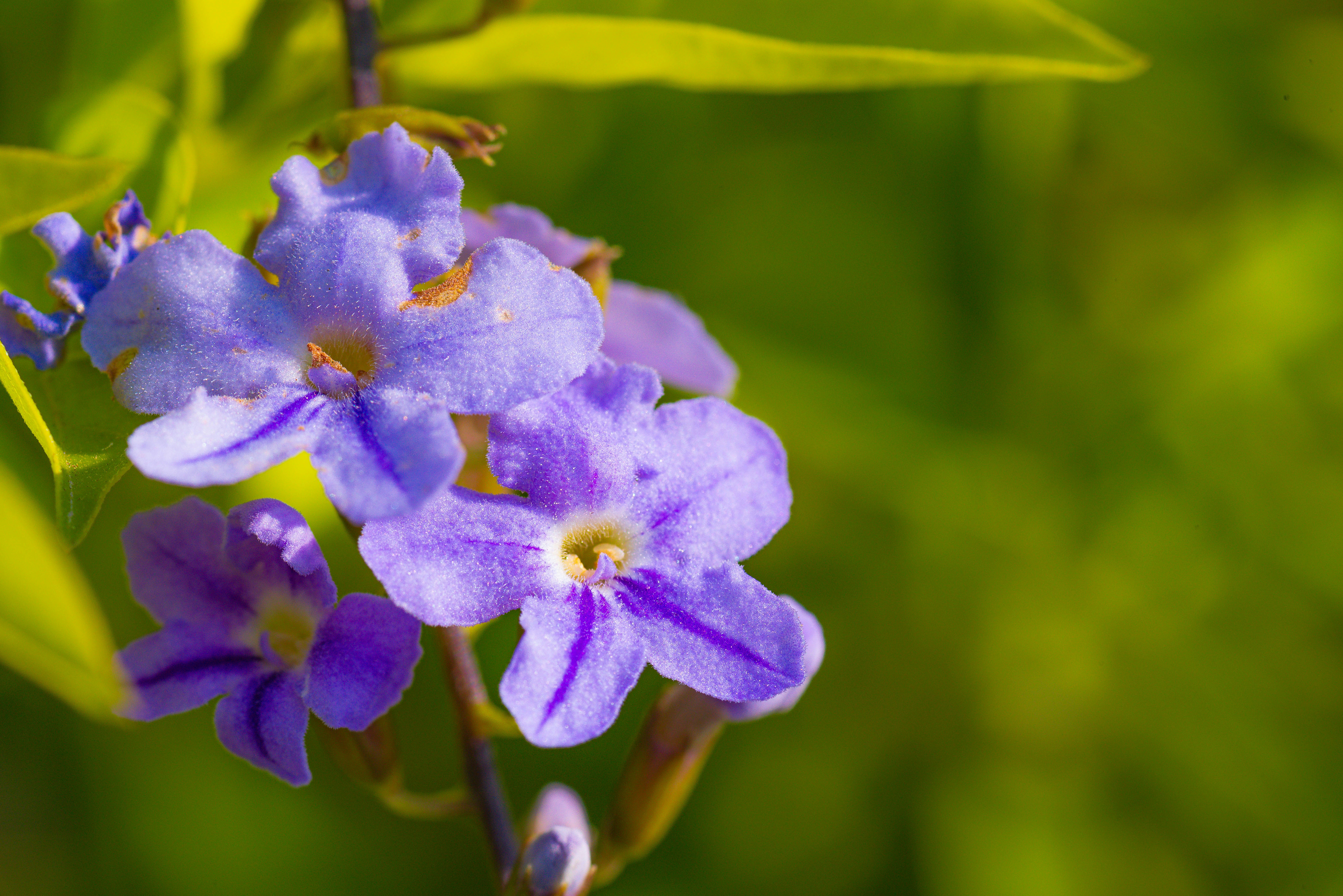 Petals in Focus: Lavender Bloom Anchors a Sunlit Foliage Scene