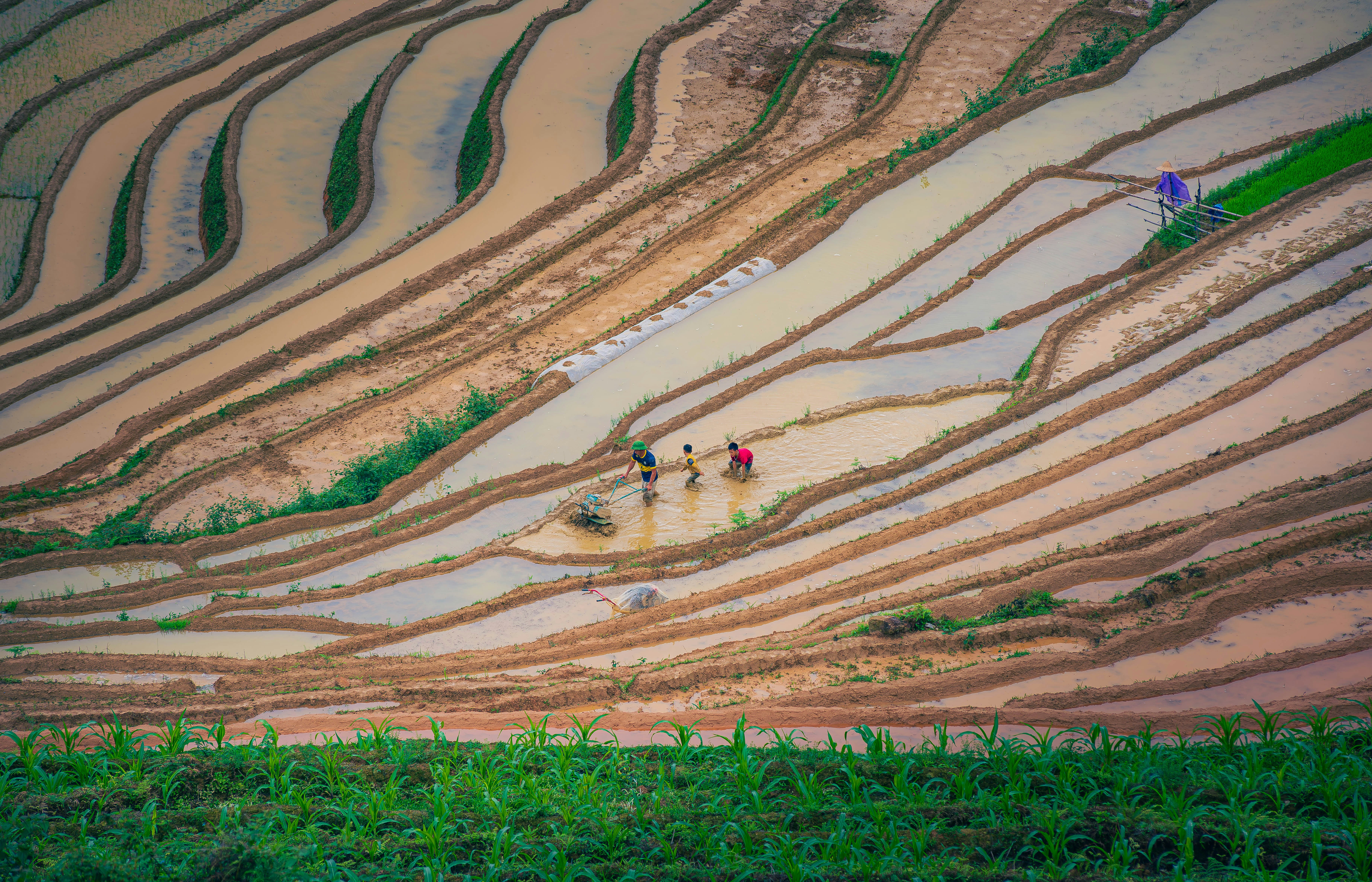 Terraced Echoes: A Trek Through Shimmering Rice Steps