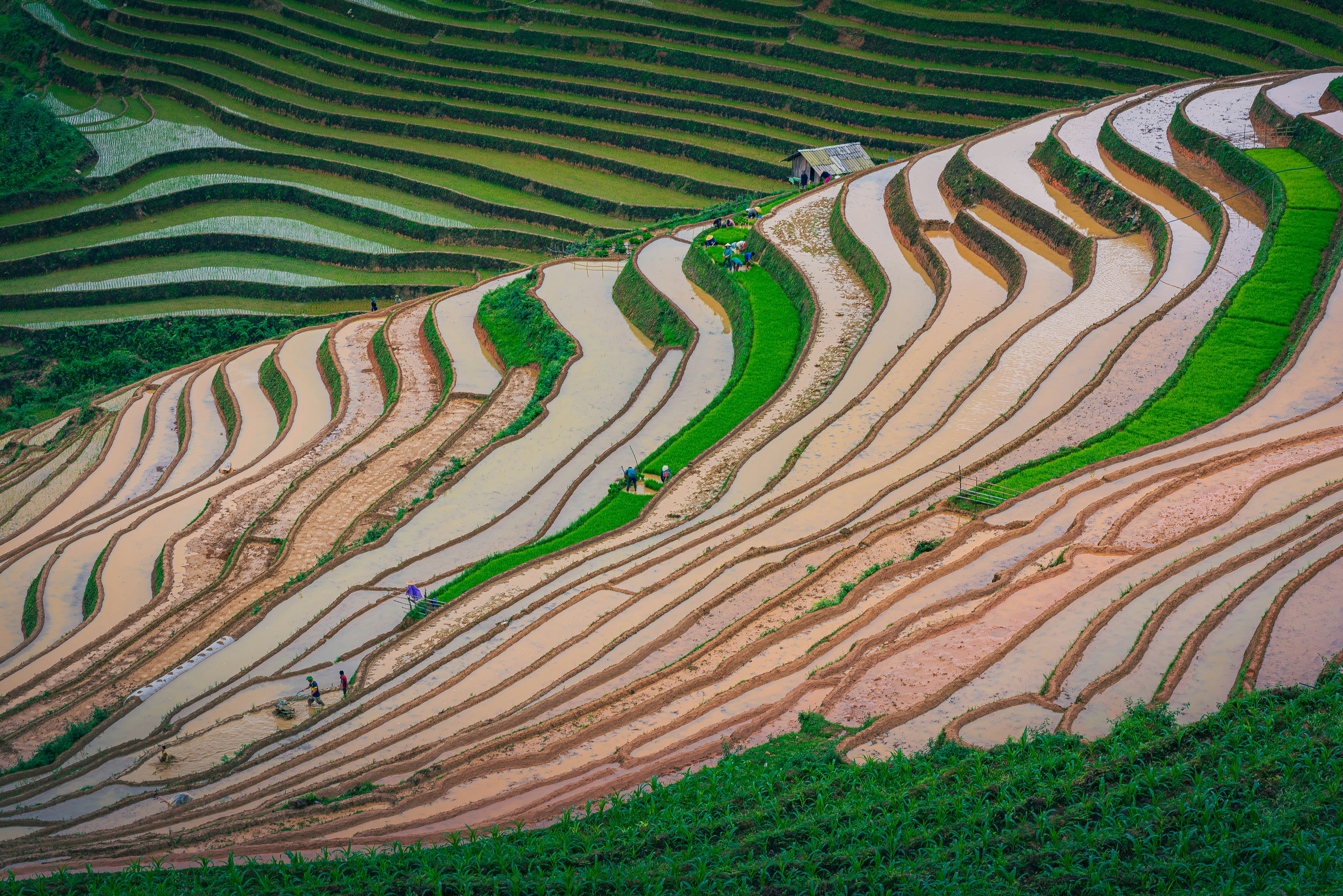 Terraced Green Ribbons: A Meadow of Contours