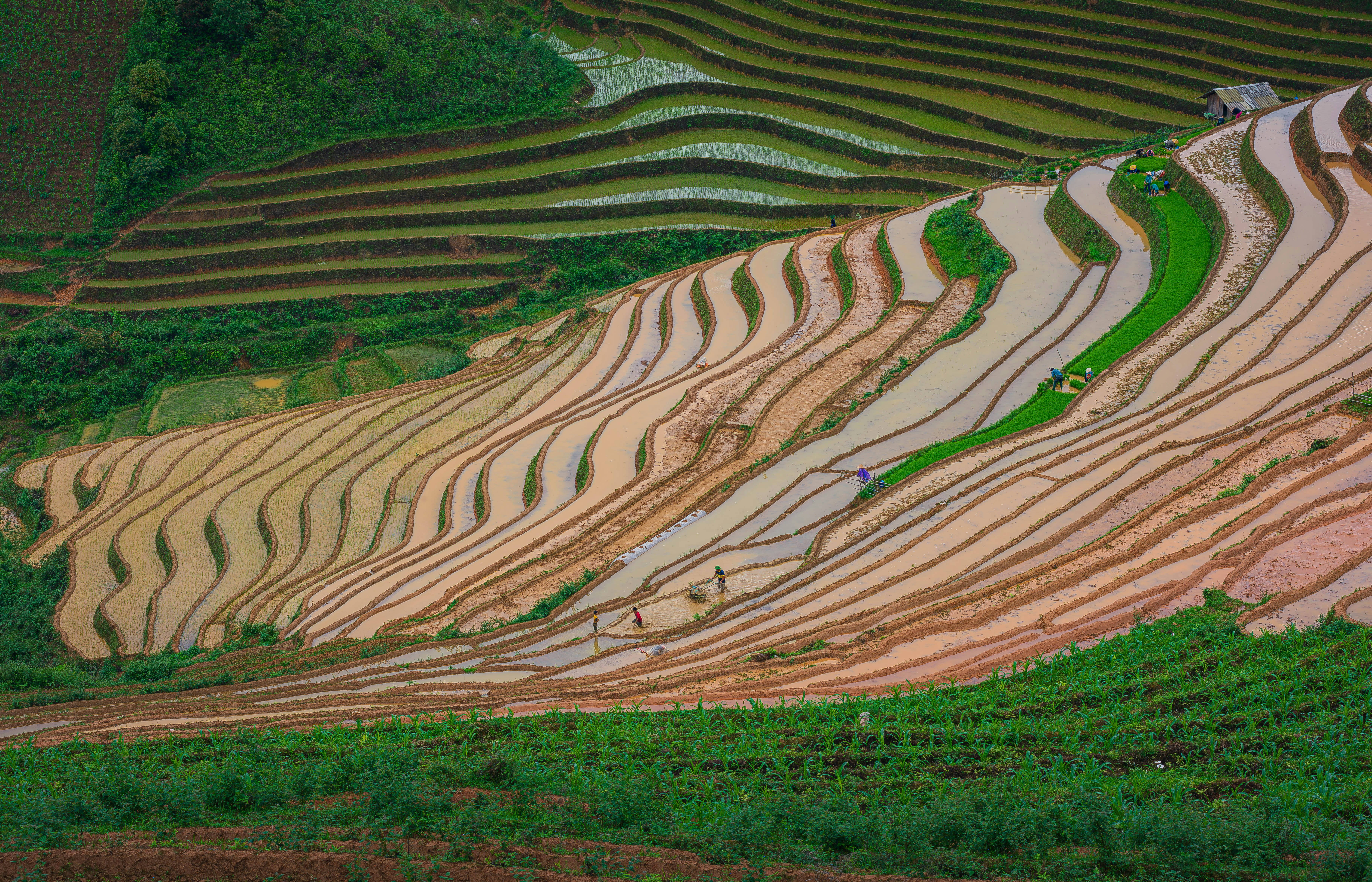 Terraced Echoes: Green ribbons weaving through earth tones