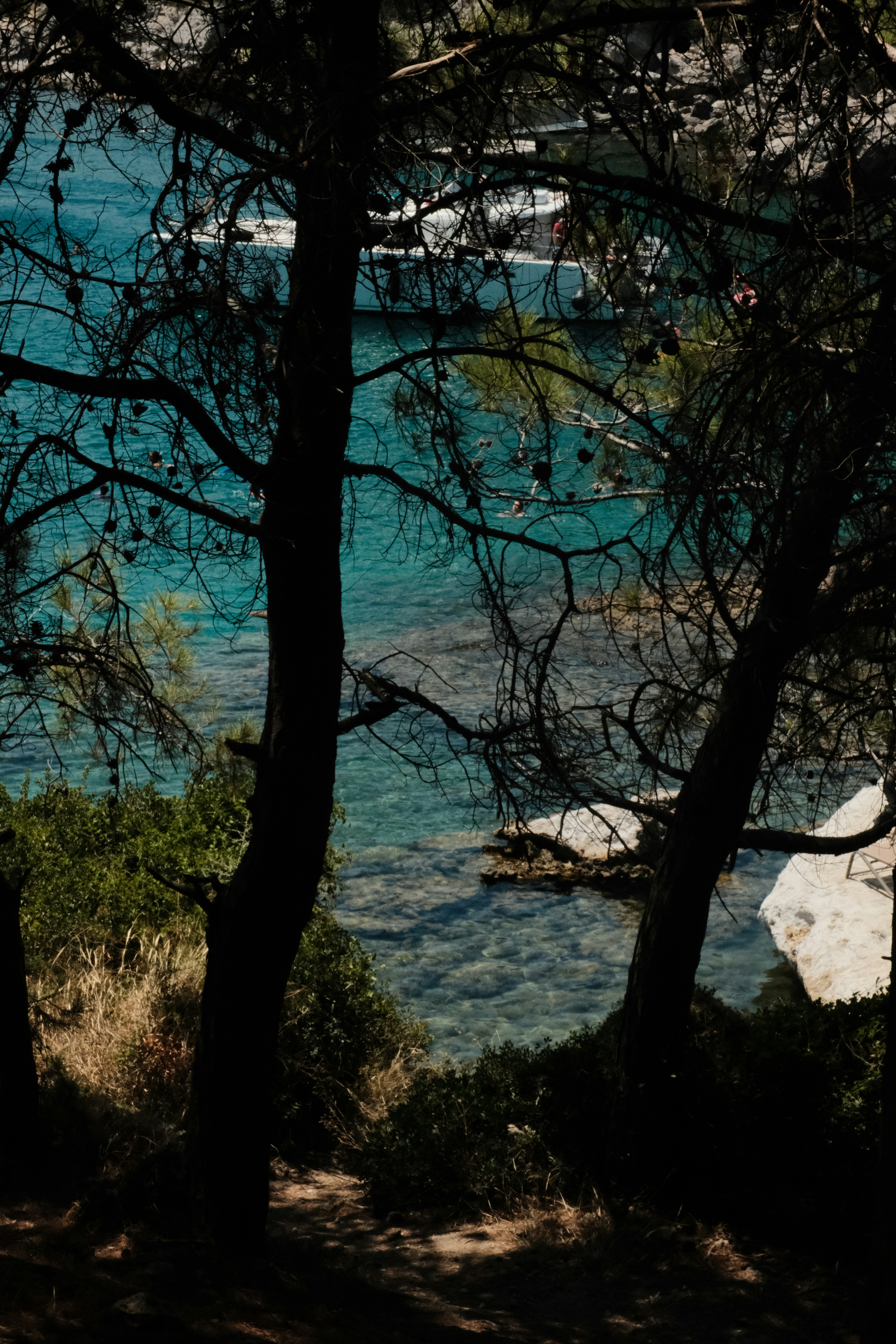 Hidden Cove Edge: Teal Waters Beyond the Pines