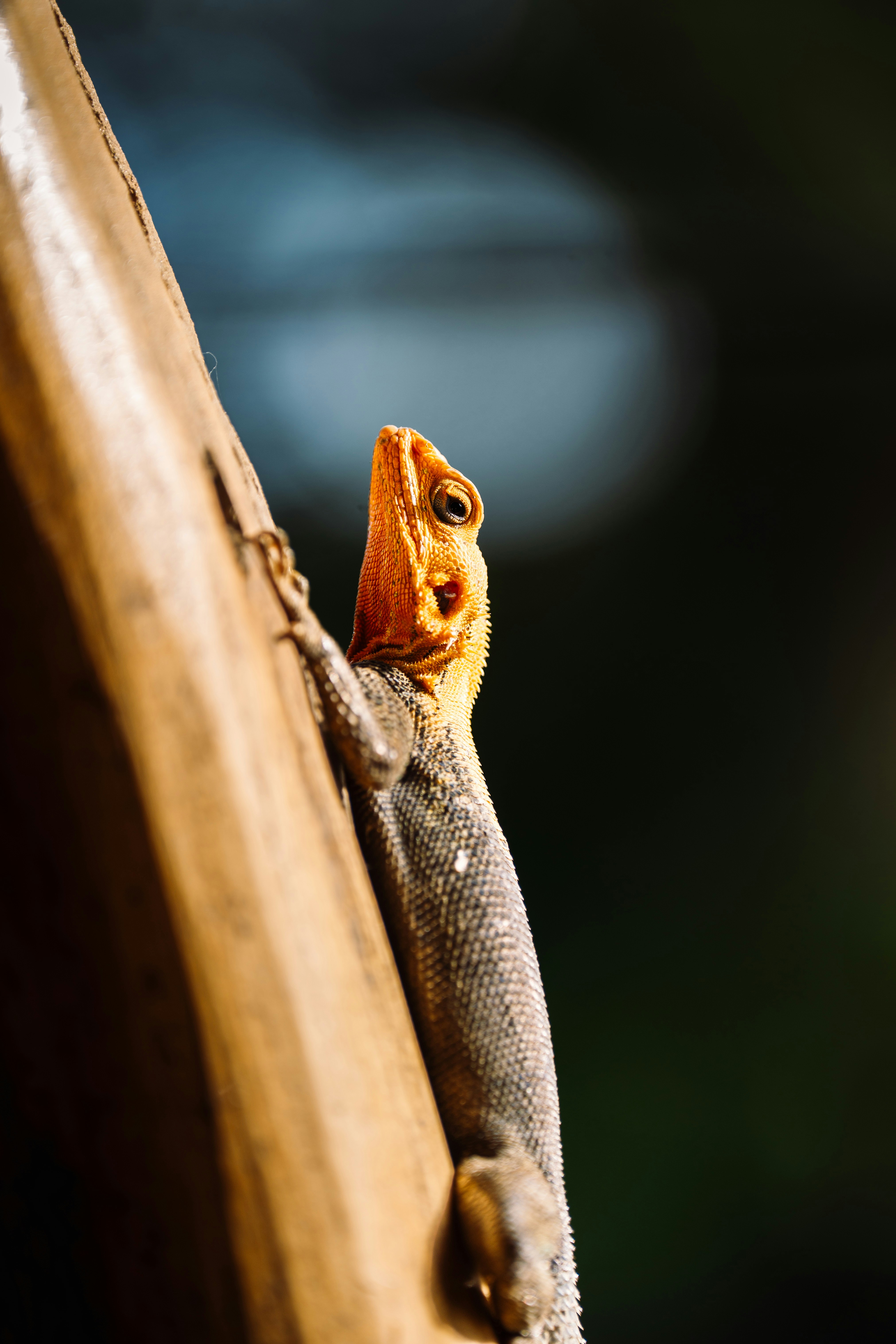 Orange-headed lizard clinging to bark under soft light