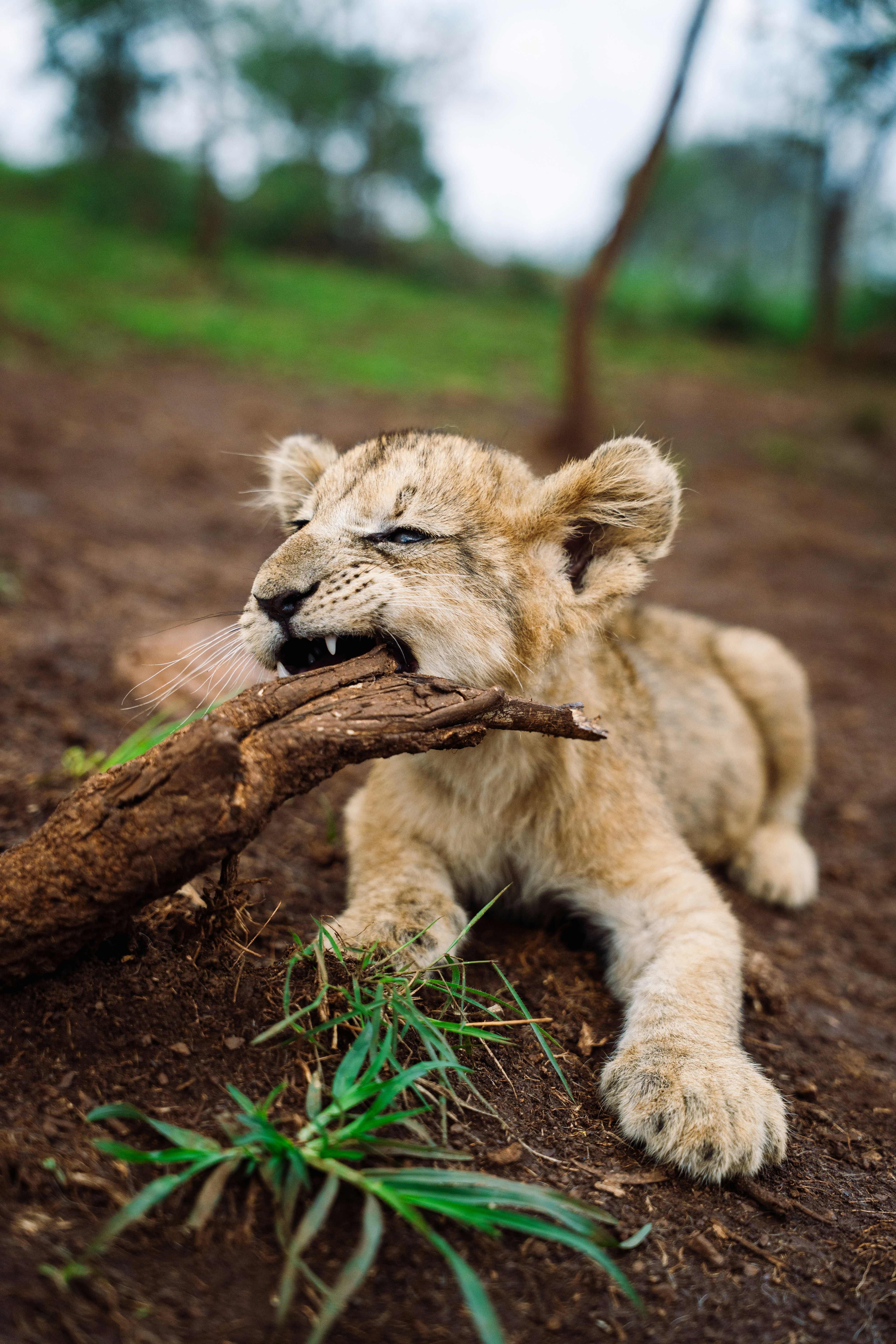 Lion Cub at Rest with a Chewed Log