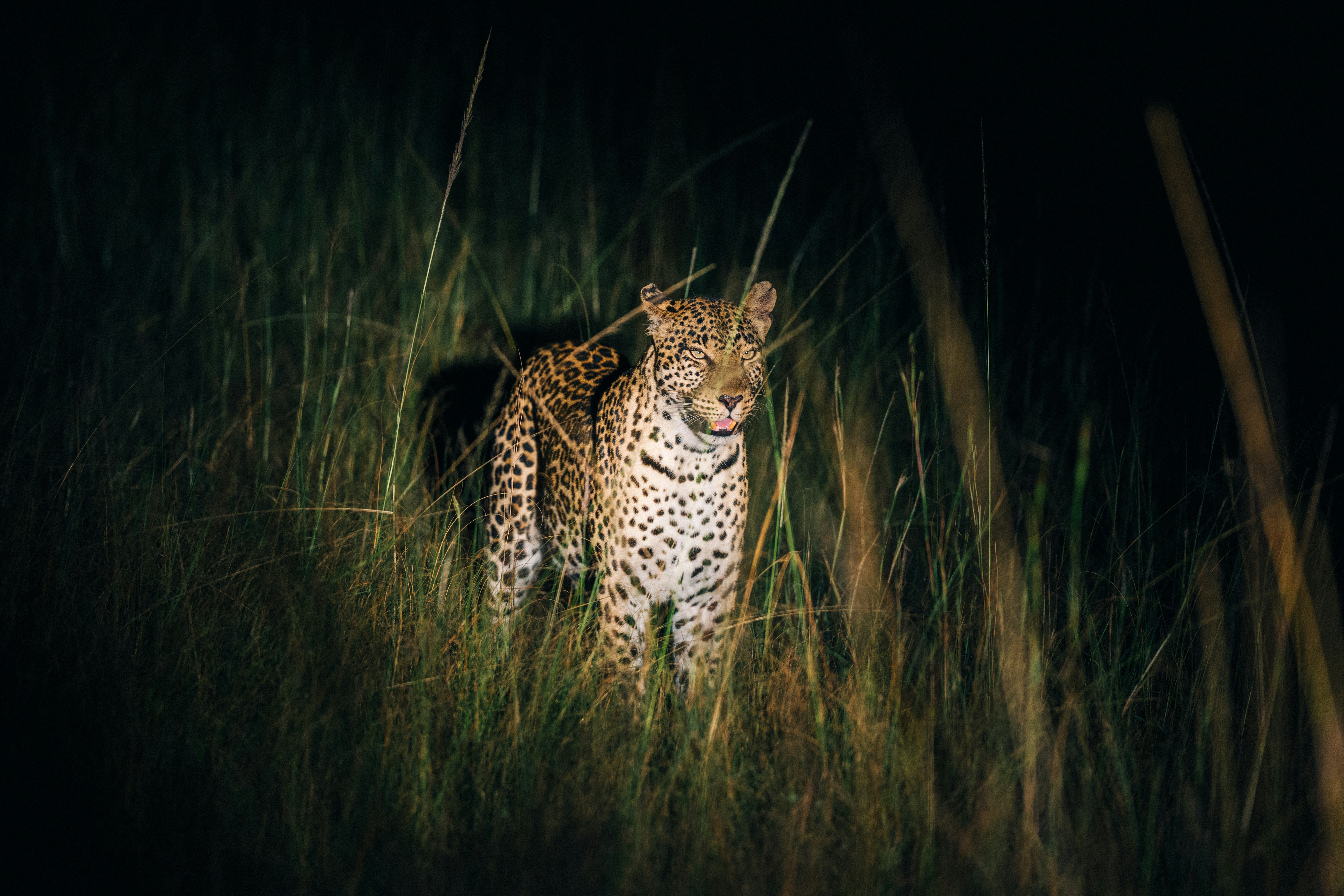 Night Stalker in Amber Grass