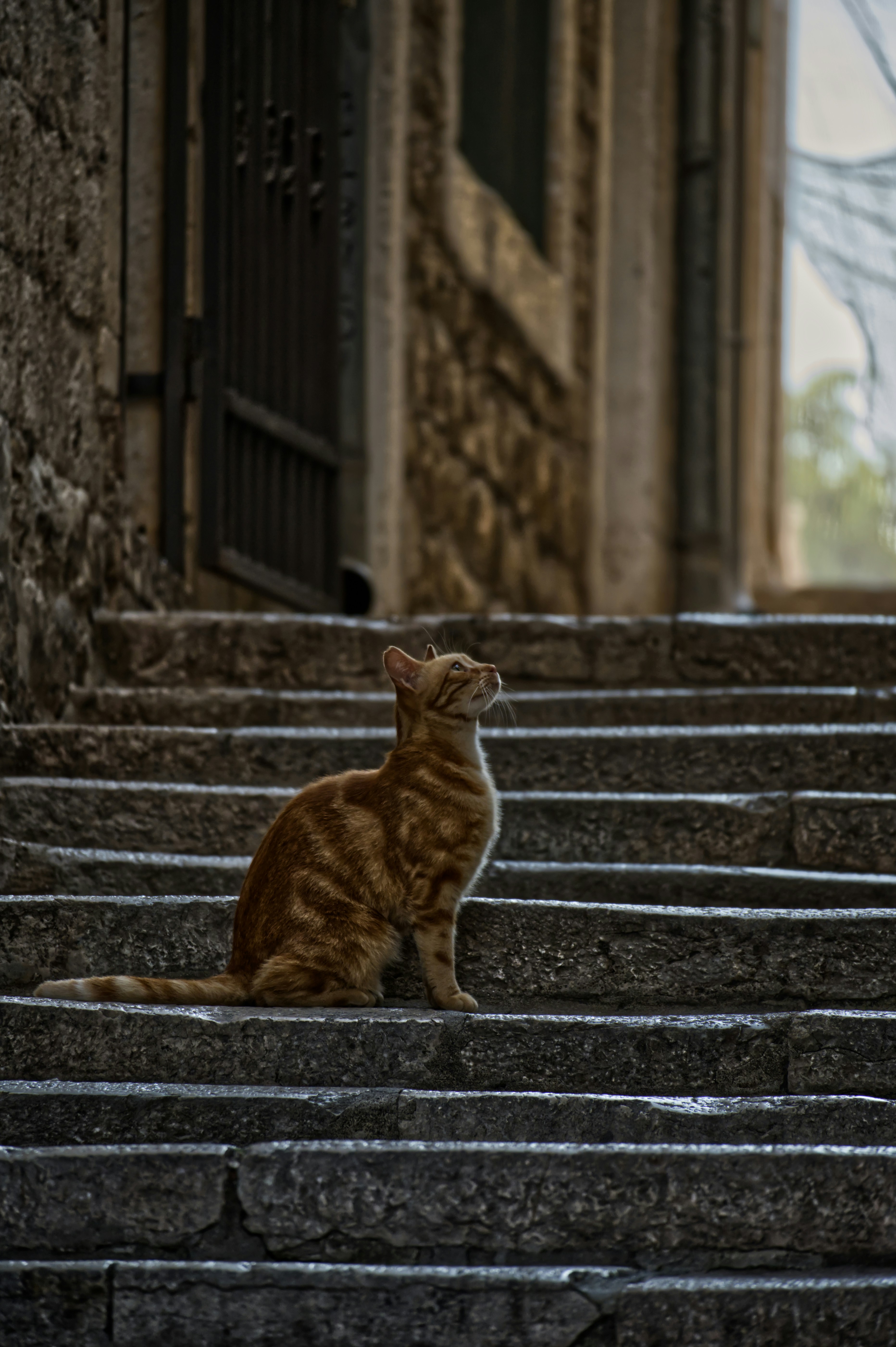 Cat on Stone Steps: A Quiet Pause Under Archway Light
