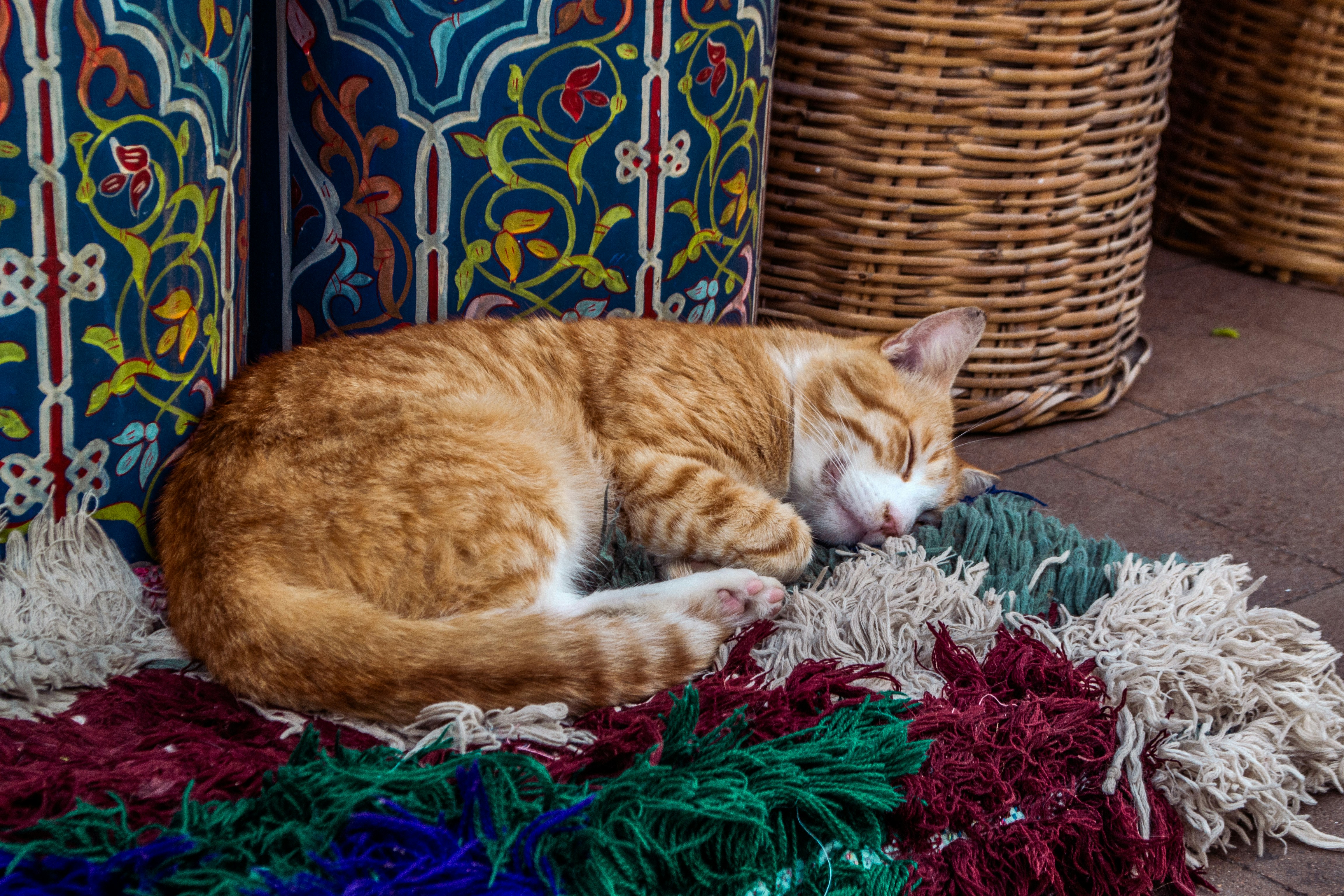 Curling in Color: a ginger cat resting among woven textures