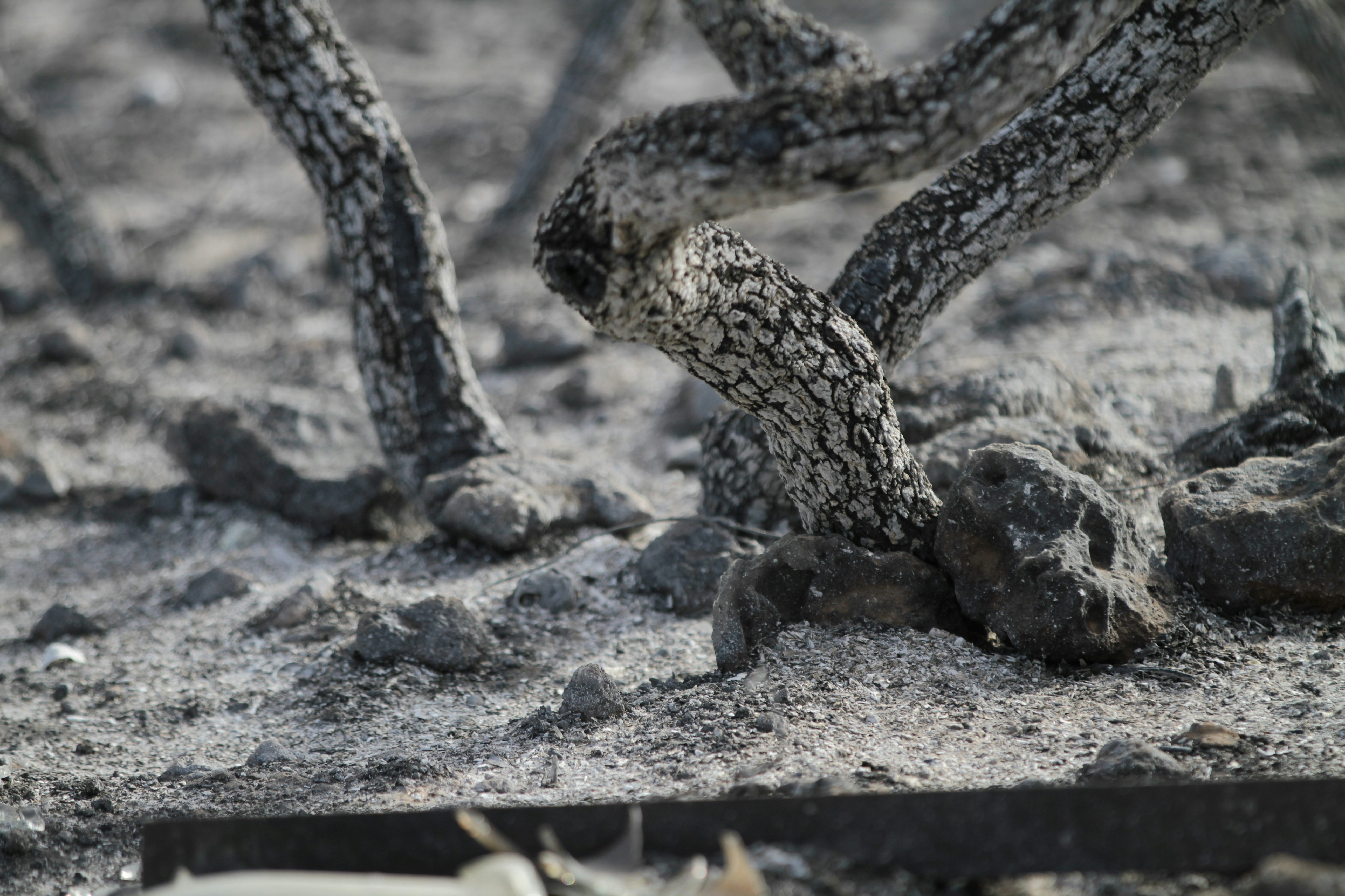 Dark, weathered roots emerge from gray ash against a barren, textured ground, suggesting resilience in a scorched landscape.