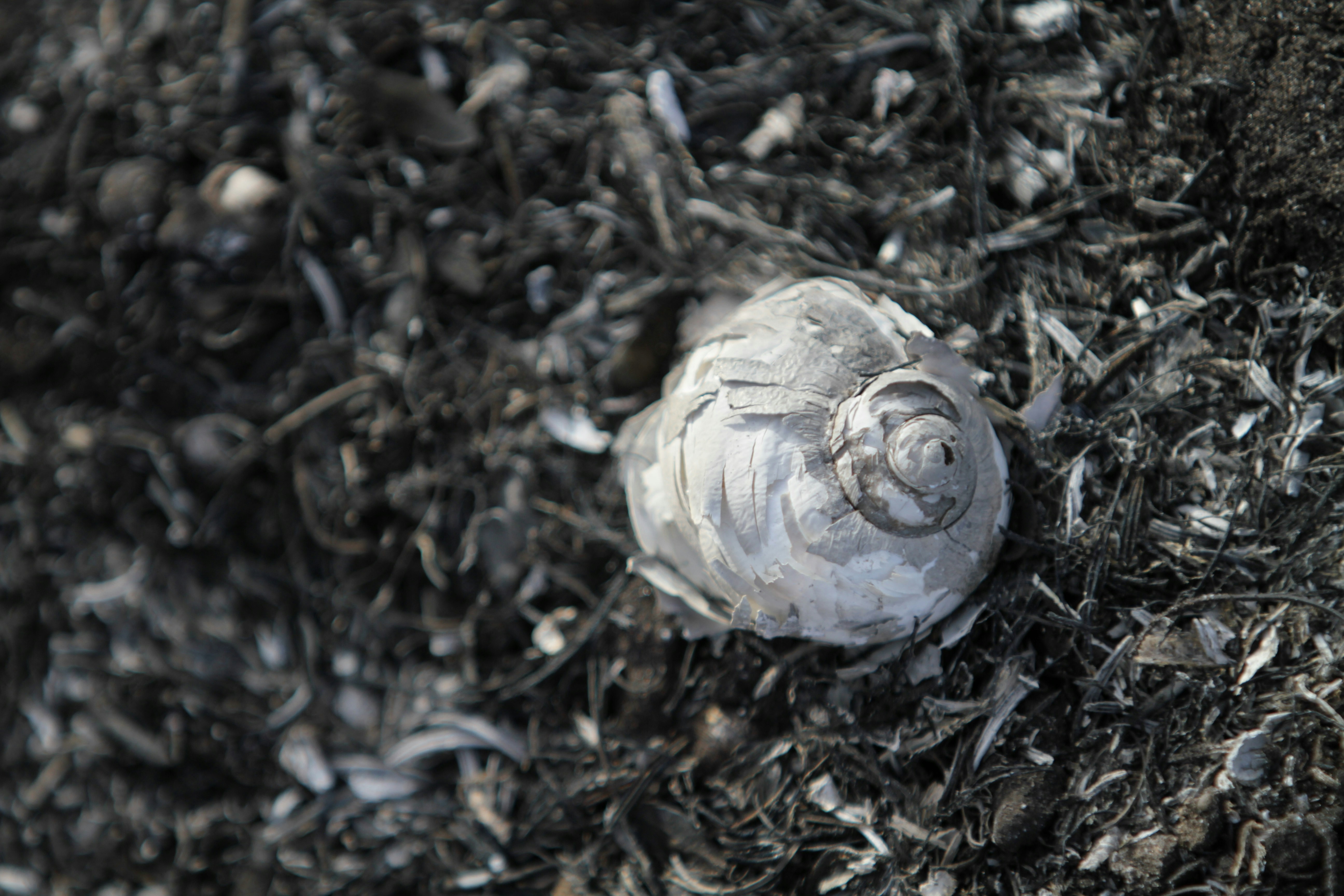 Desiccated Seed Pod on Charred Ground: Quiet Evidence of Fire's Aftermath