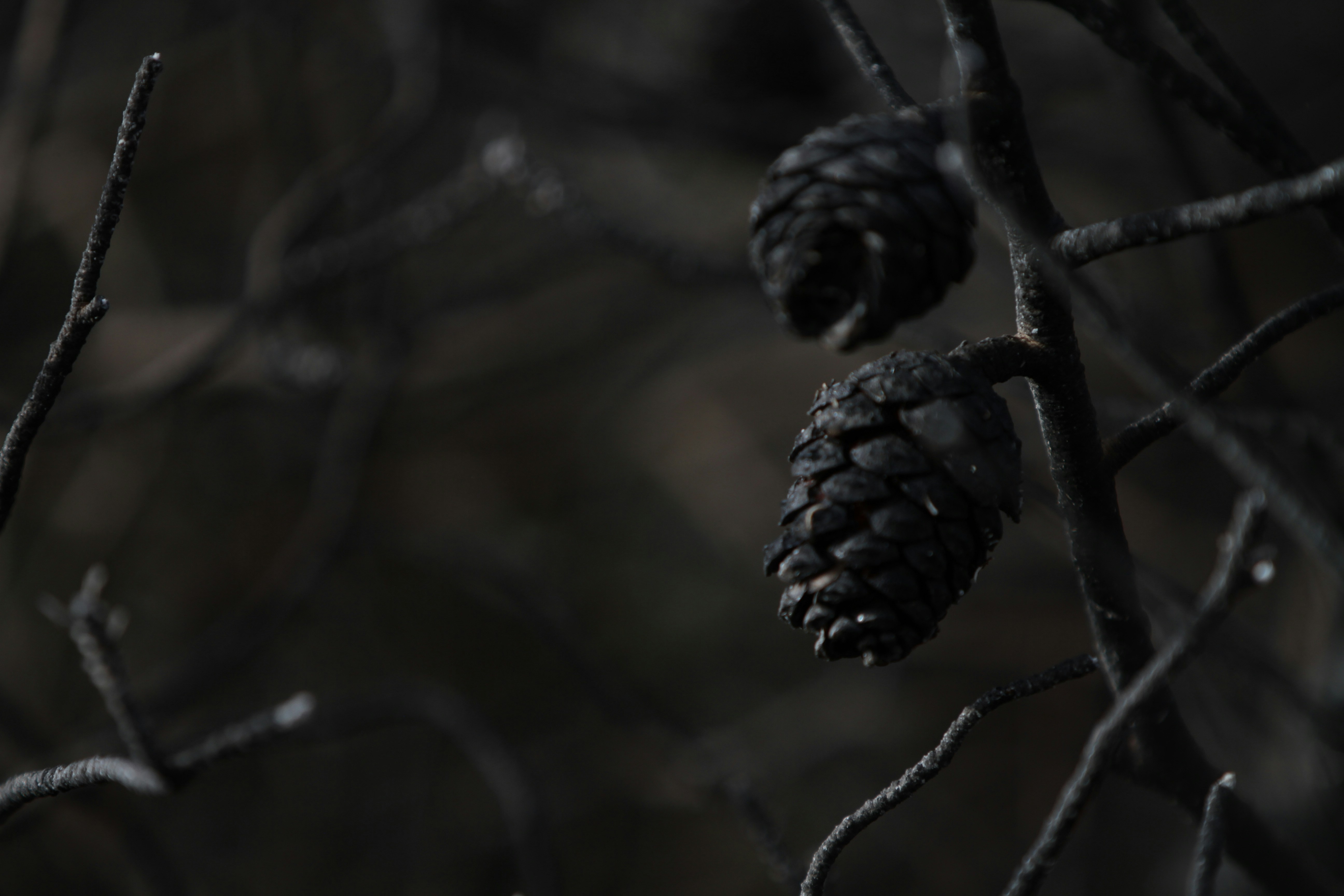 Somber Cones in the Silenced Branchwork