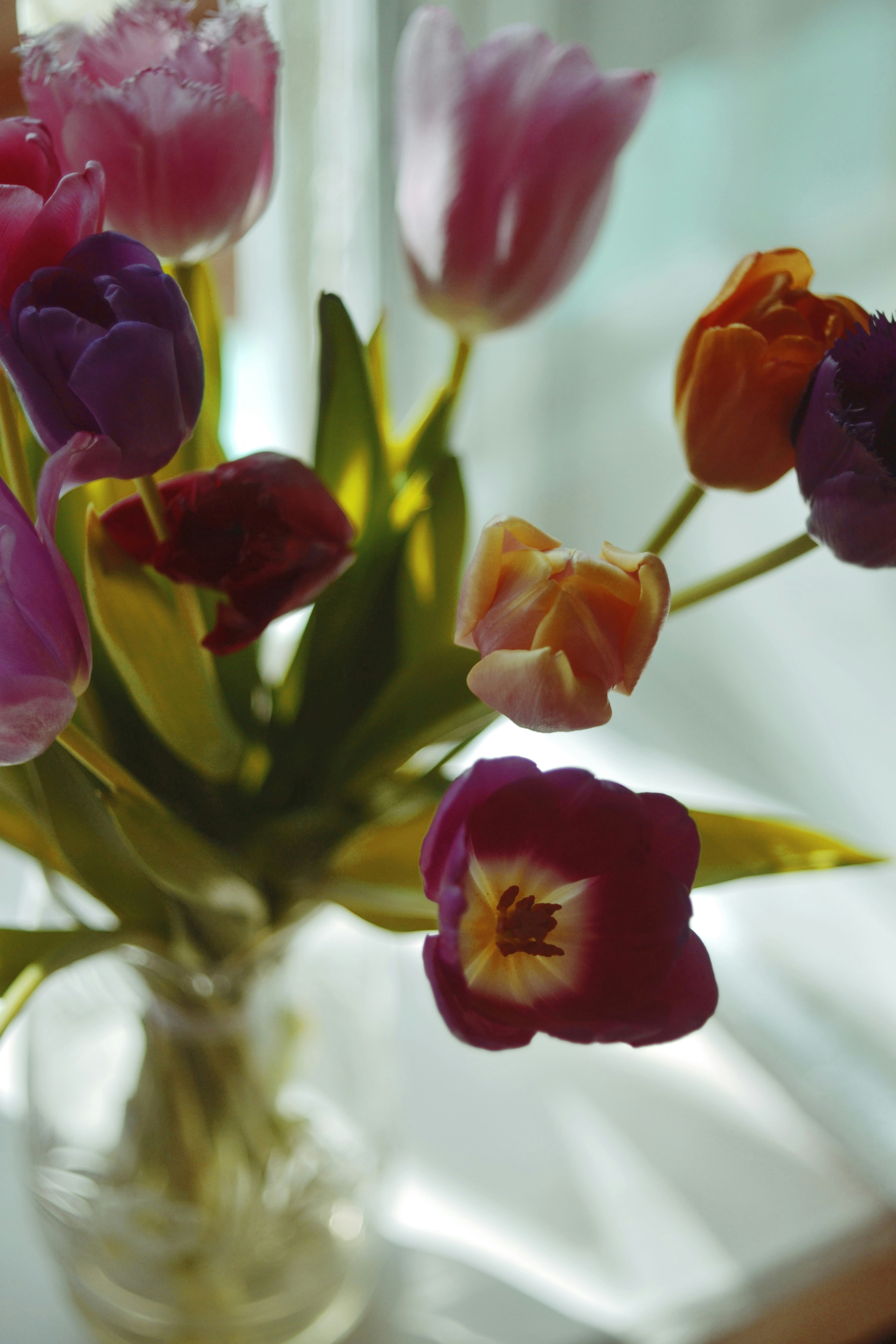 Tulip Bouquet in Soft Backlight