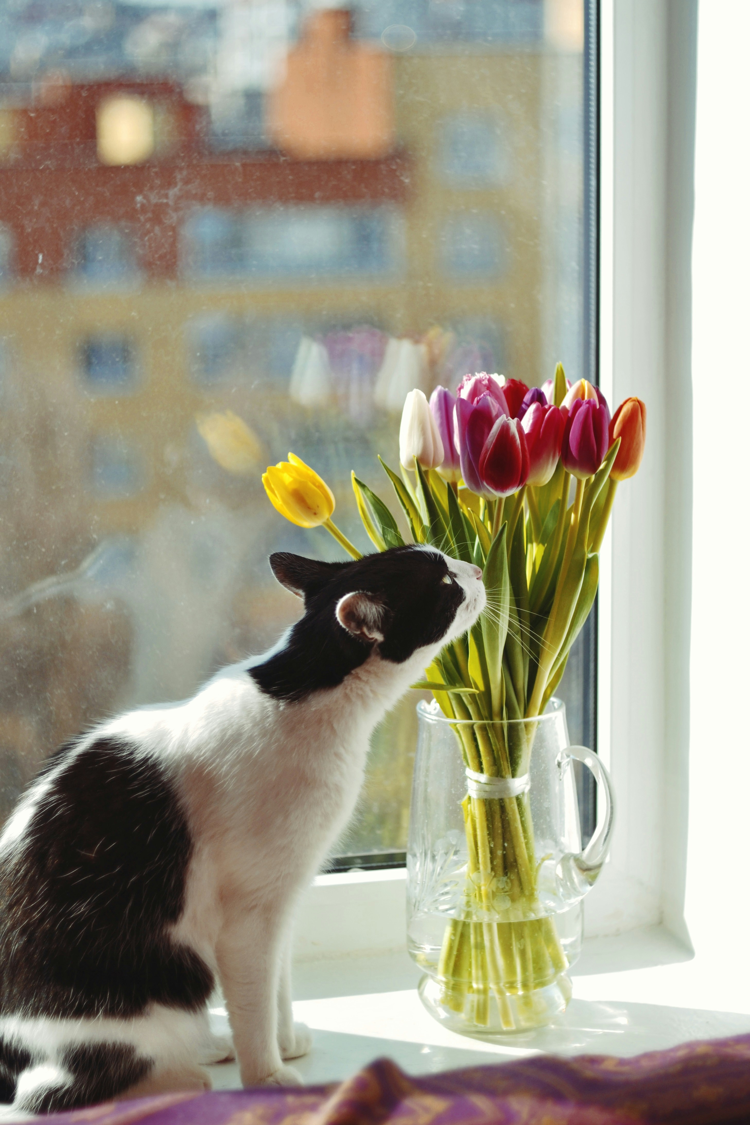 Cat by the Vase: Tulips Silhouetting Sunlit Windowsill
