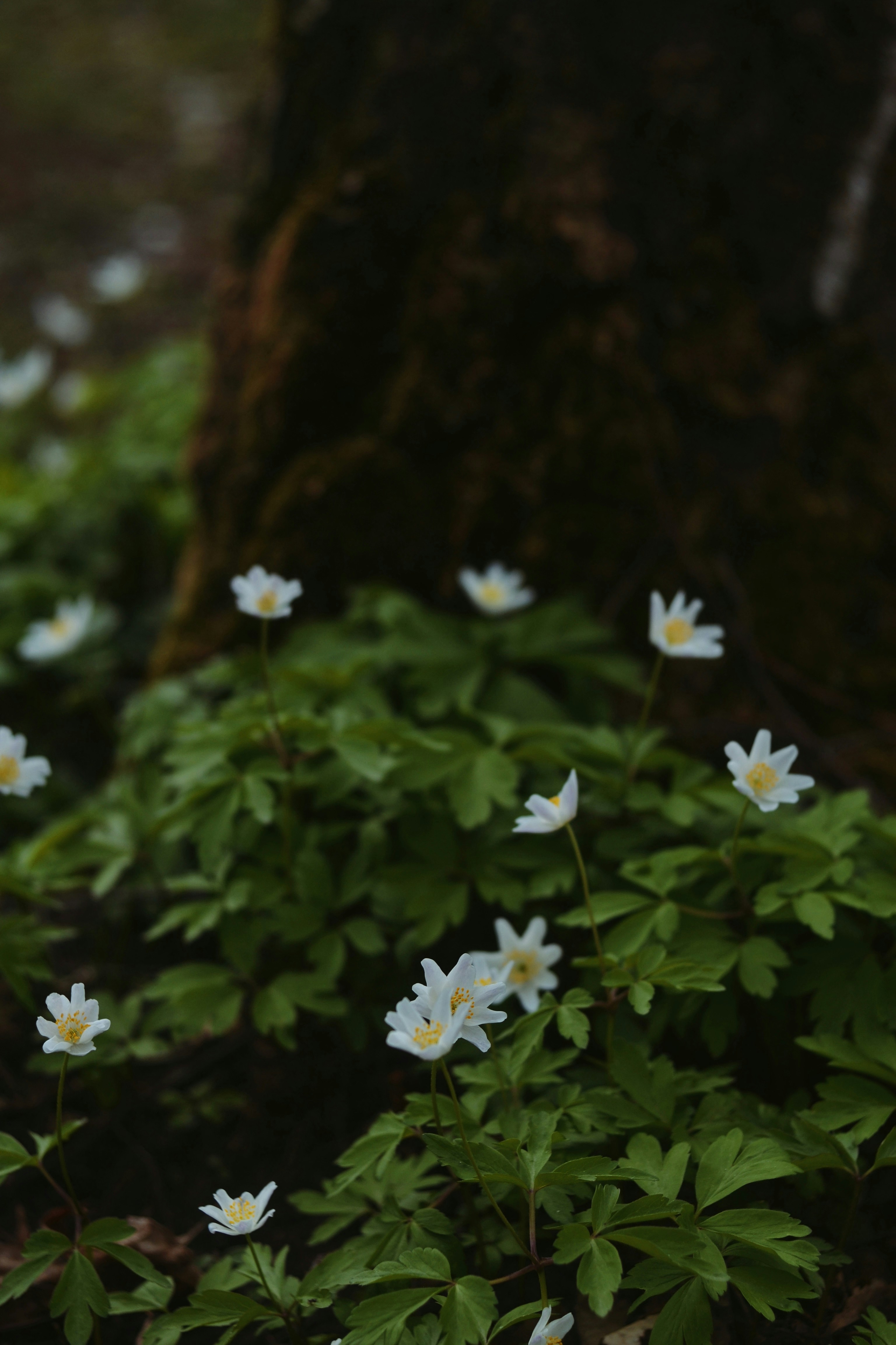 Whispering White Blooms Among Dark Roots