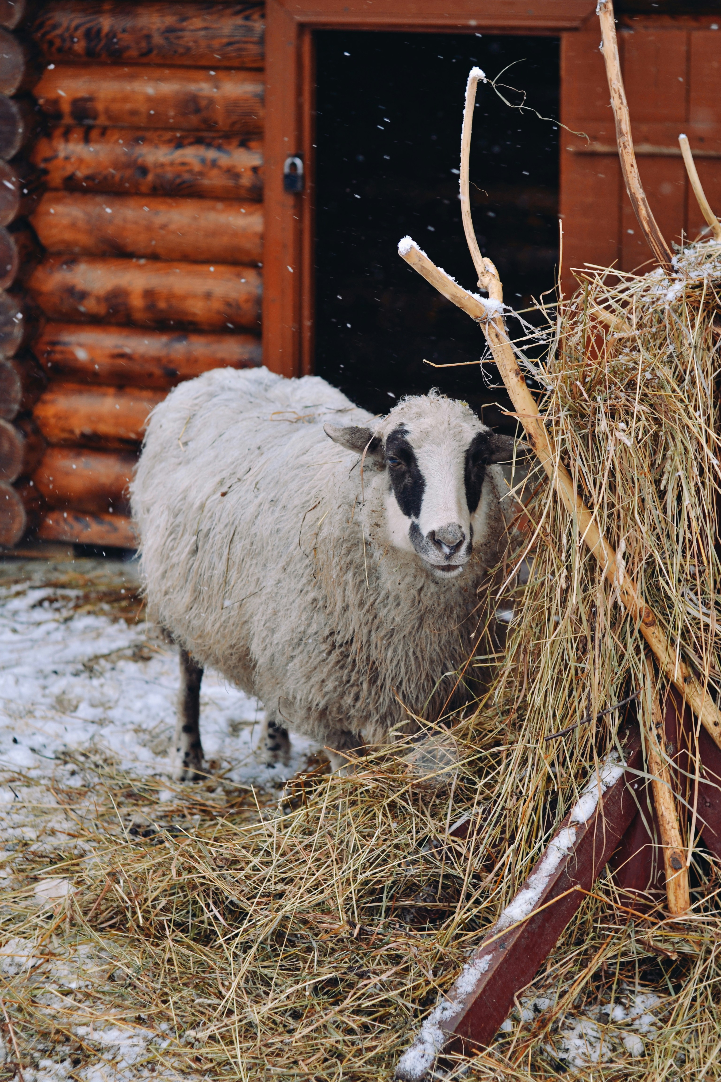 Winterstead: The Woolly Sentinel by the Haystack Gate