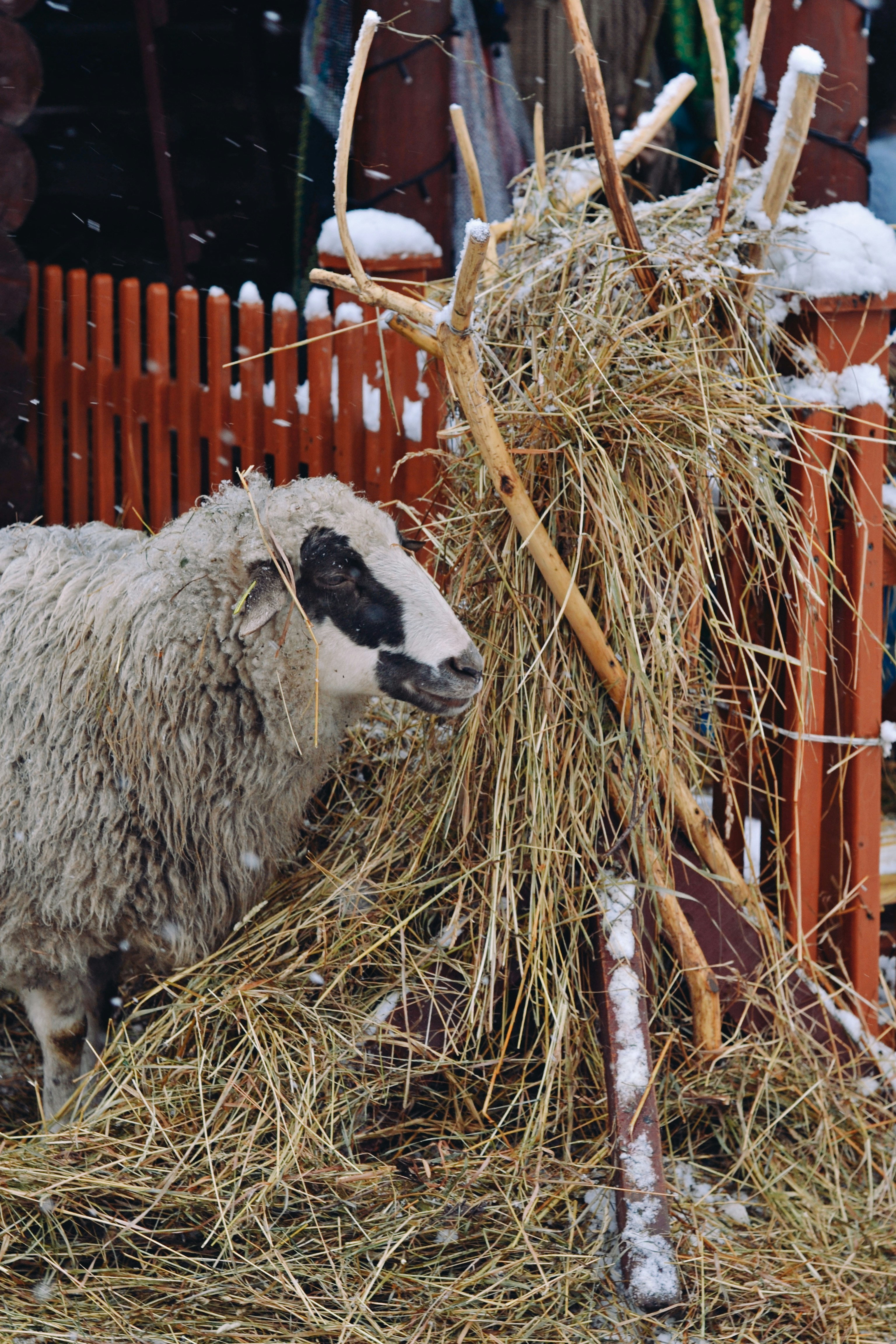 Sheep at a Hay Bale Refuge in a Snowy Enclosure