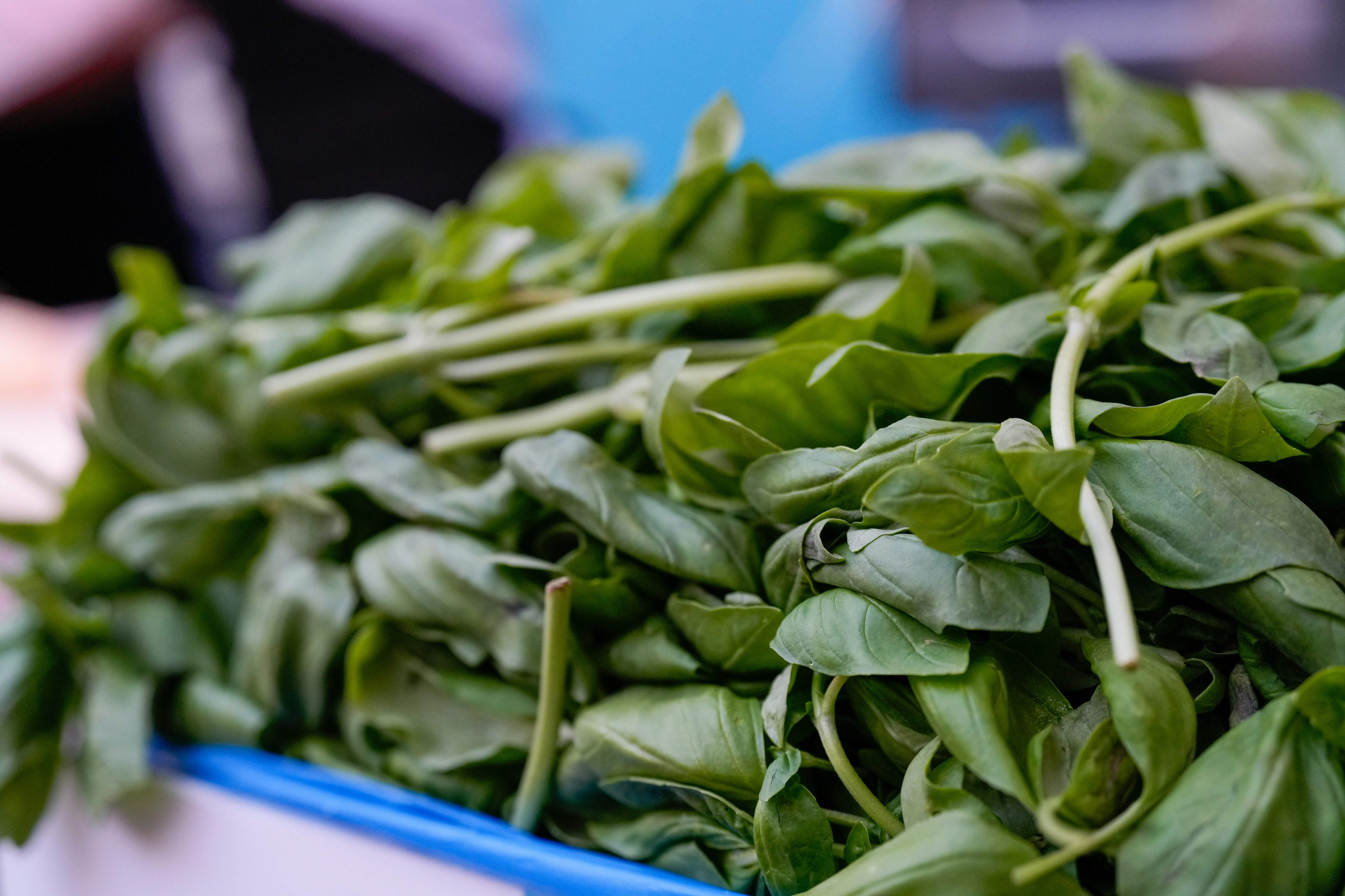 Fresh Basil Bounty: Weekend Market Greens in Focus