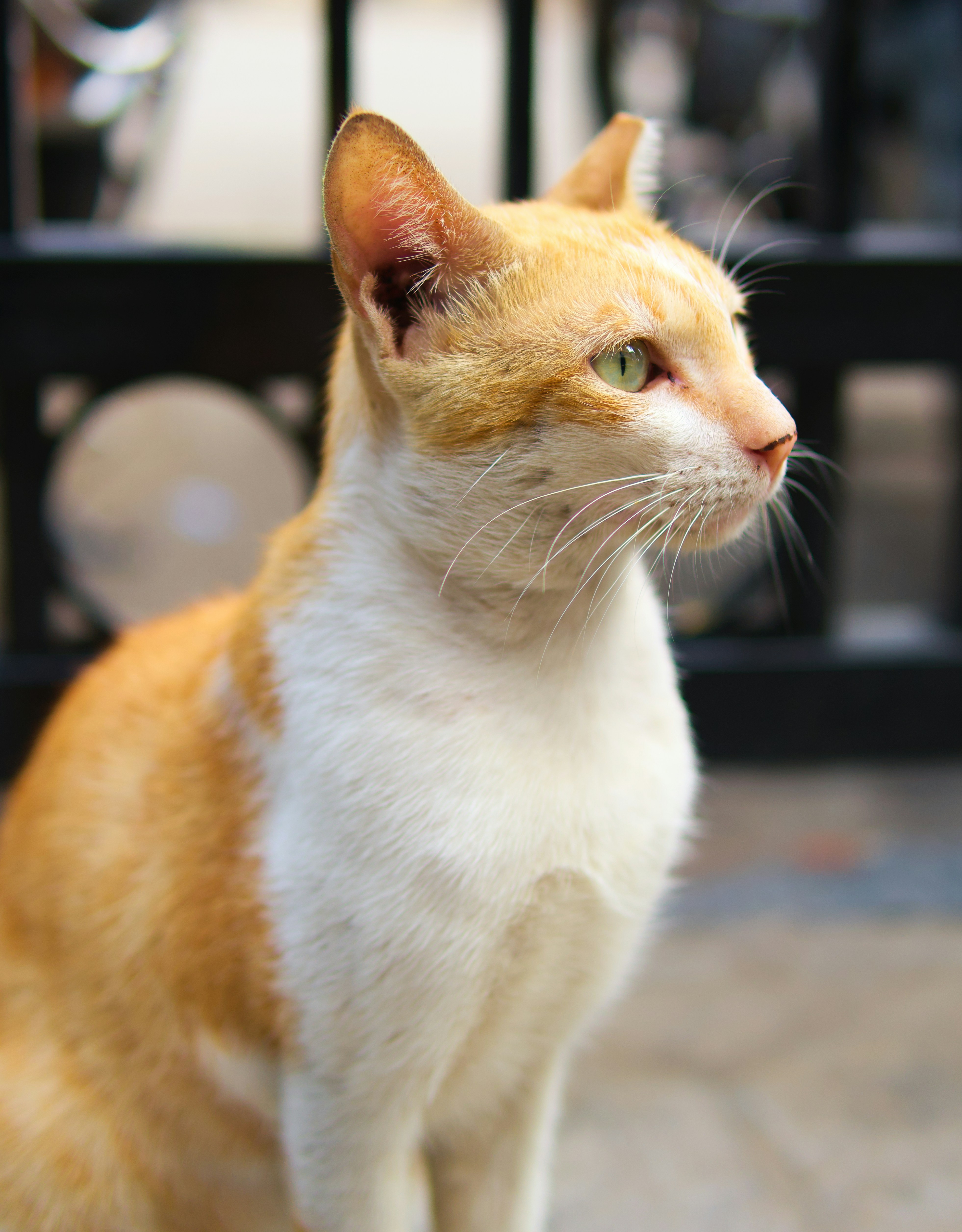 Golden Watcher: A Cat in Soft Focus Portrait