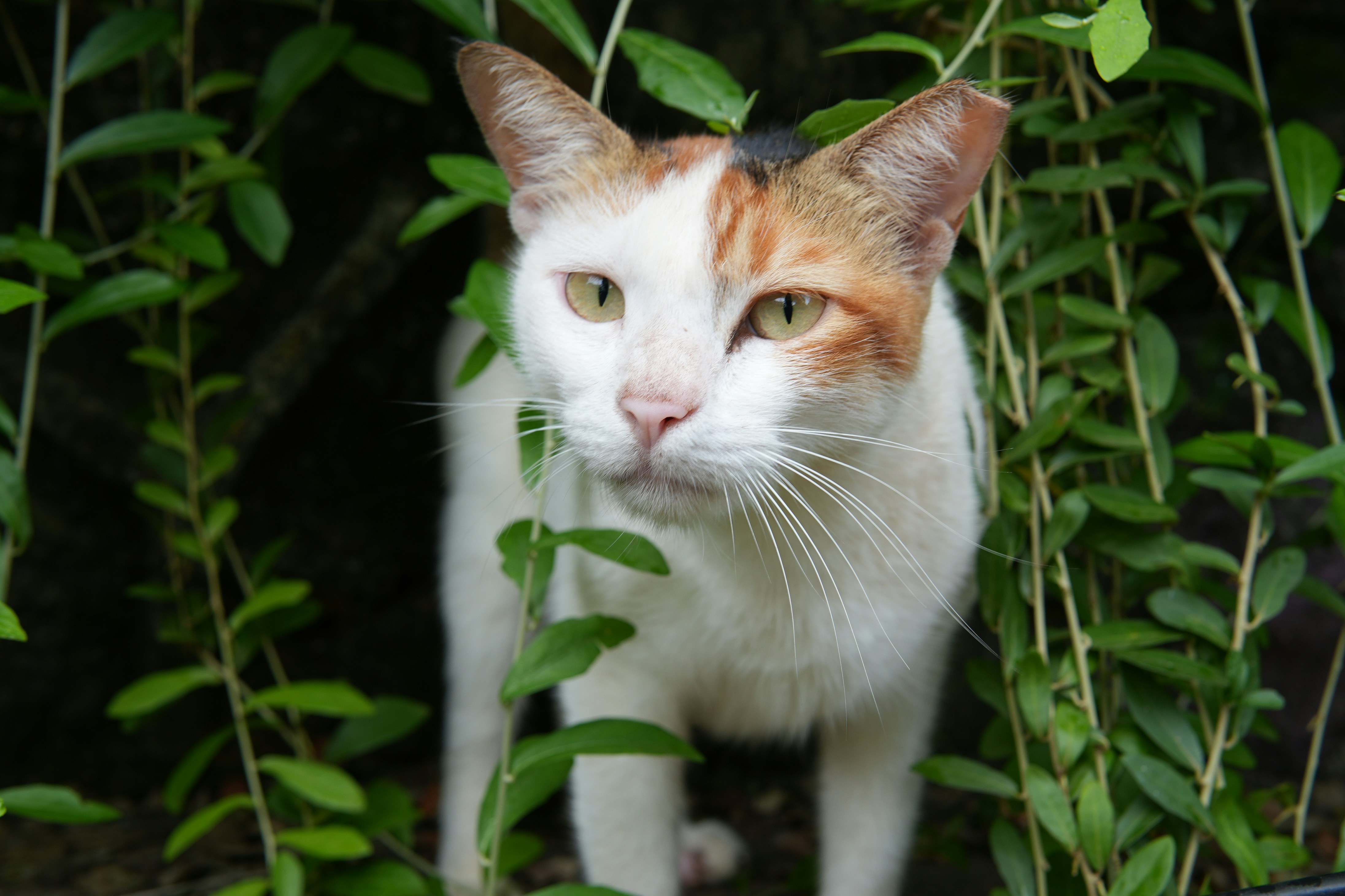 Hidden in the Green: A Curiosity-Charged Cat Peeks Through Verdant Foliage