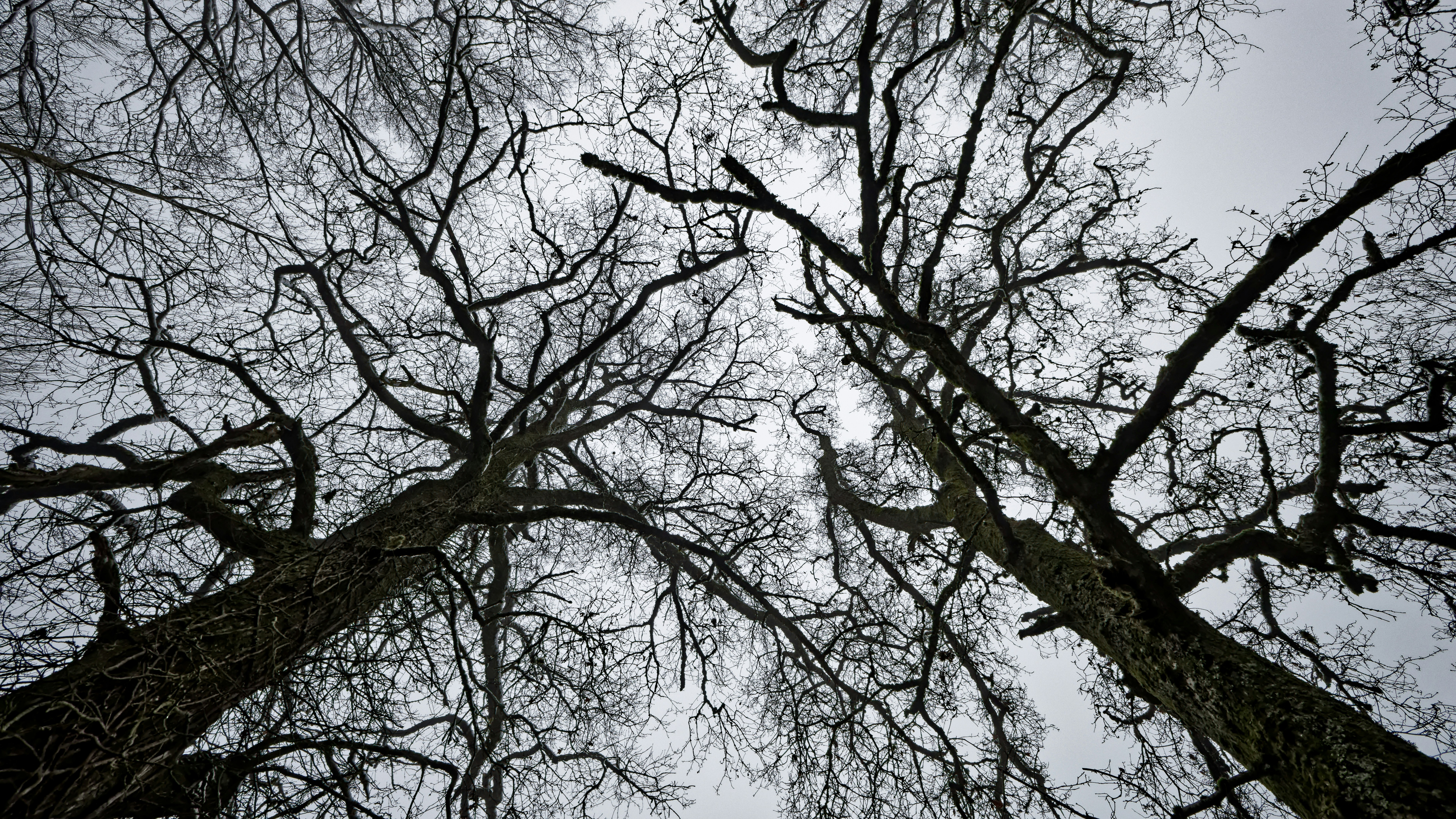 Branching Convergence: A View Upward Through Winter Skeletons