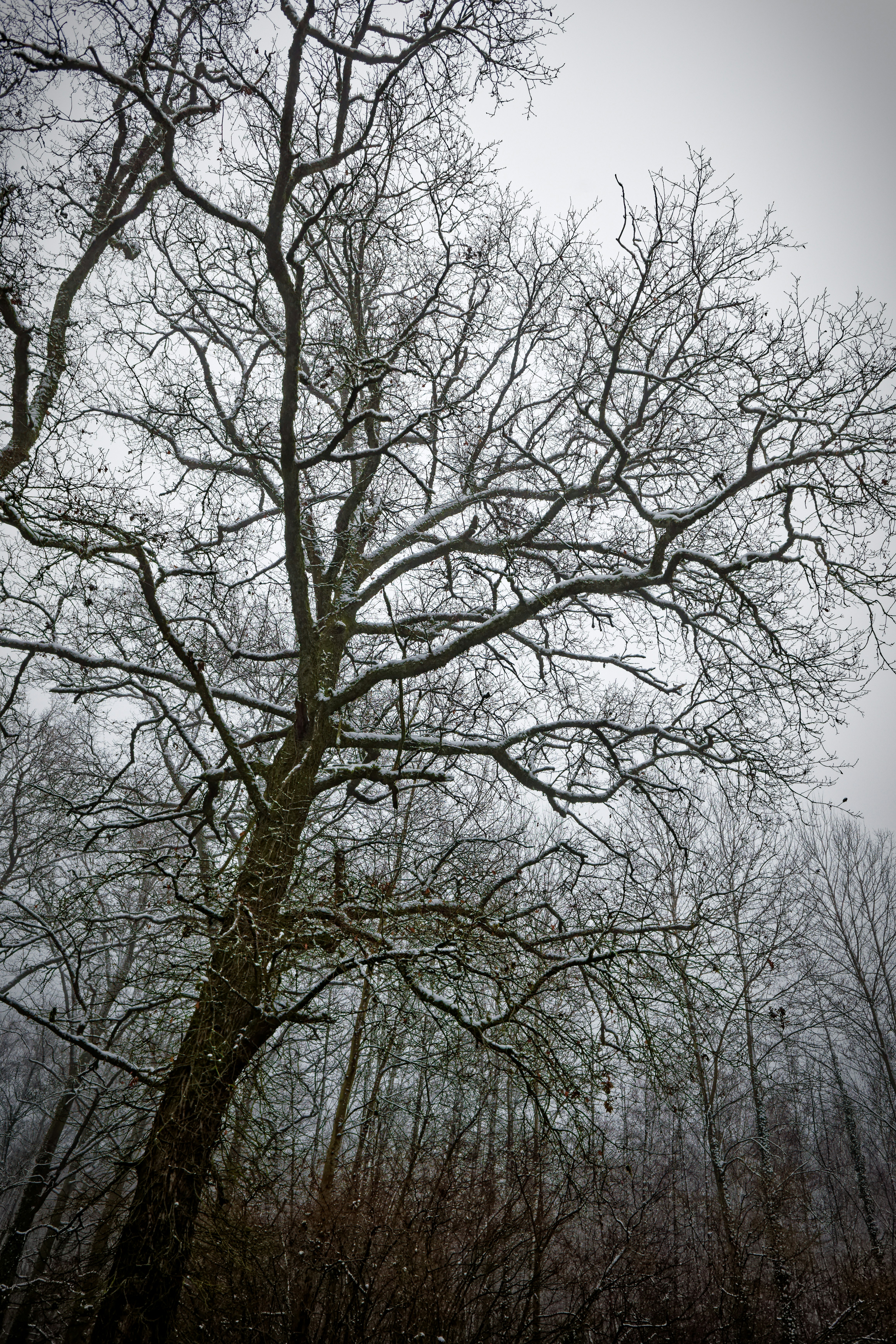 Winter Cathedral: A Grand Oaked Tree Reaching into Gray Skies