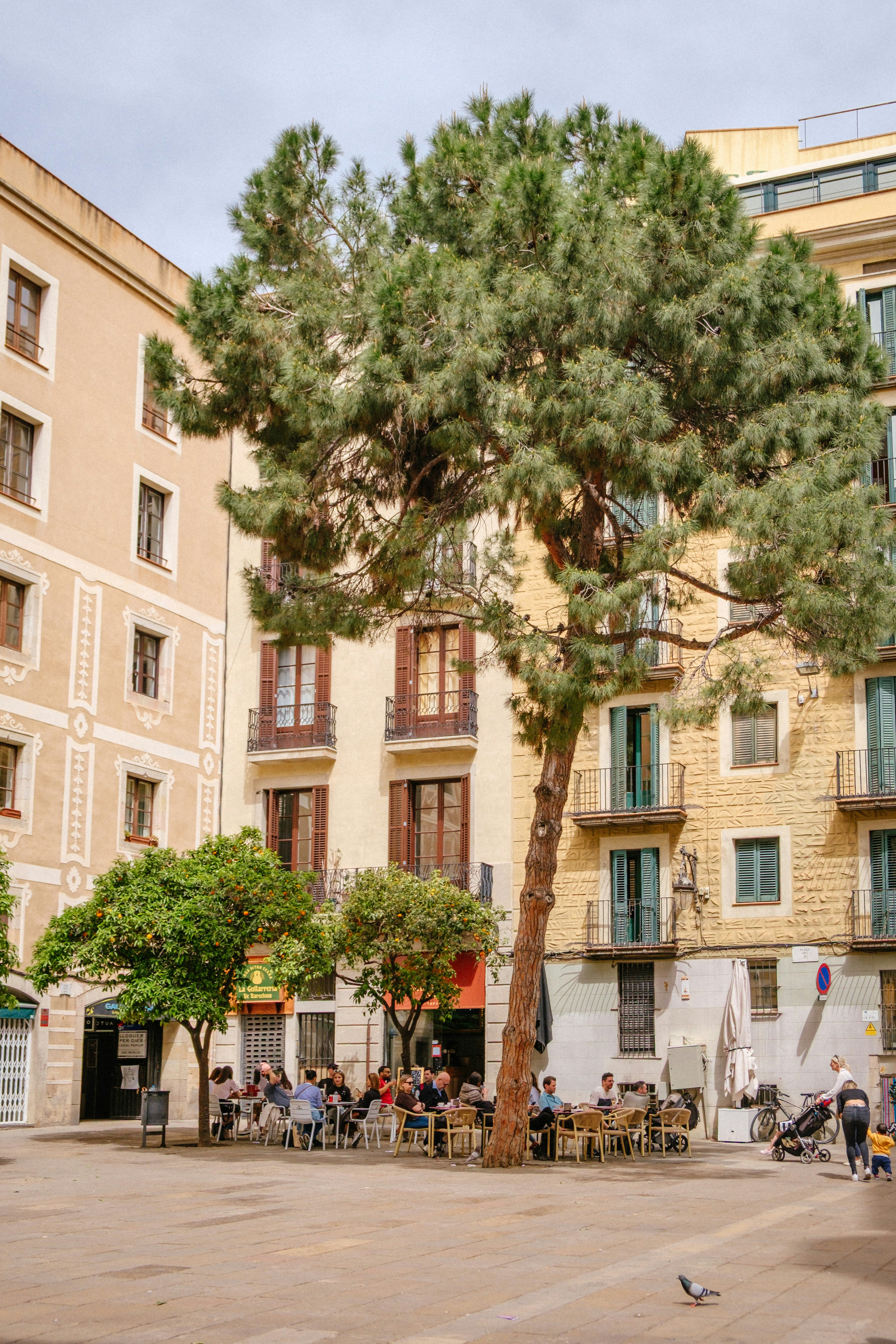 Café Terrace Beneath a towering pine in sunlit plaza