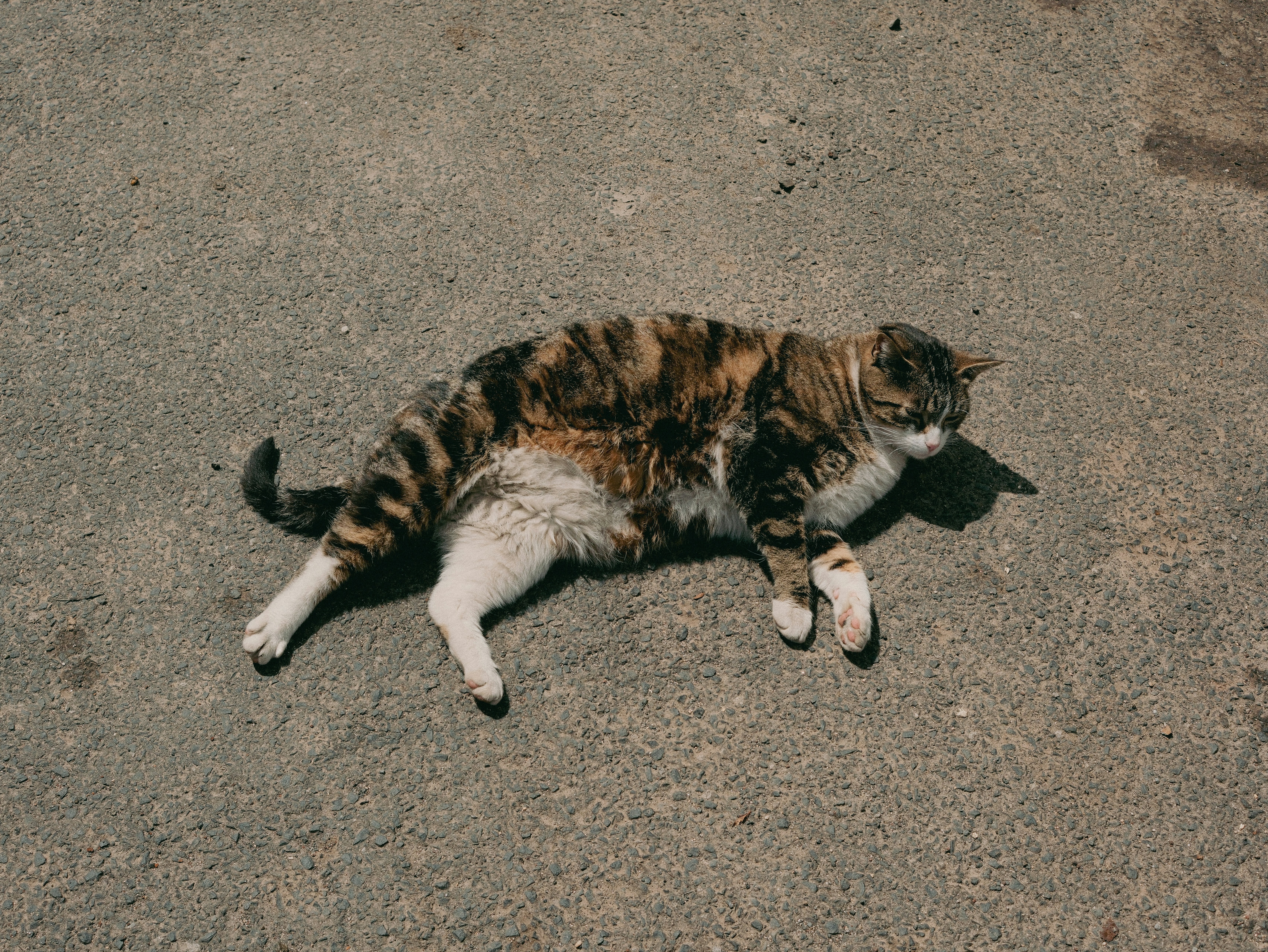 Sunlit Slumber: A Tabbied Shadow Resting on Asphalt