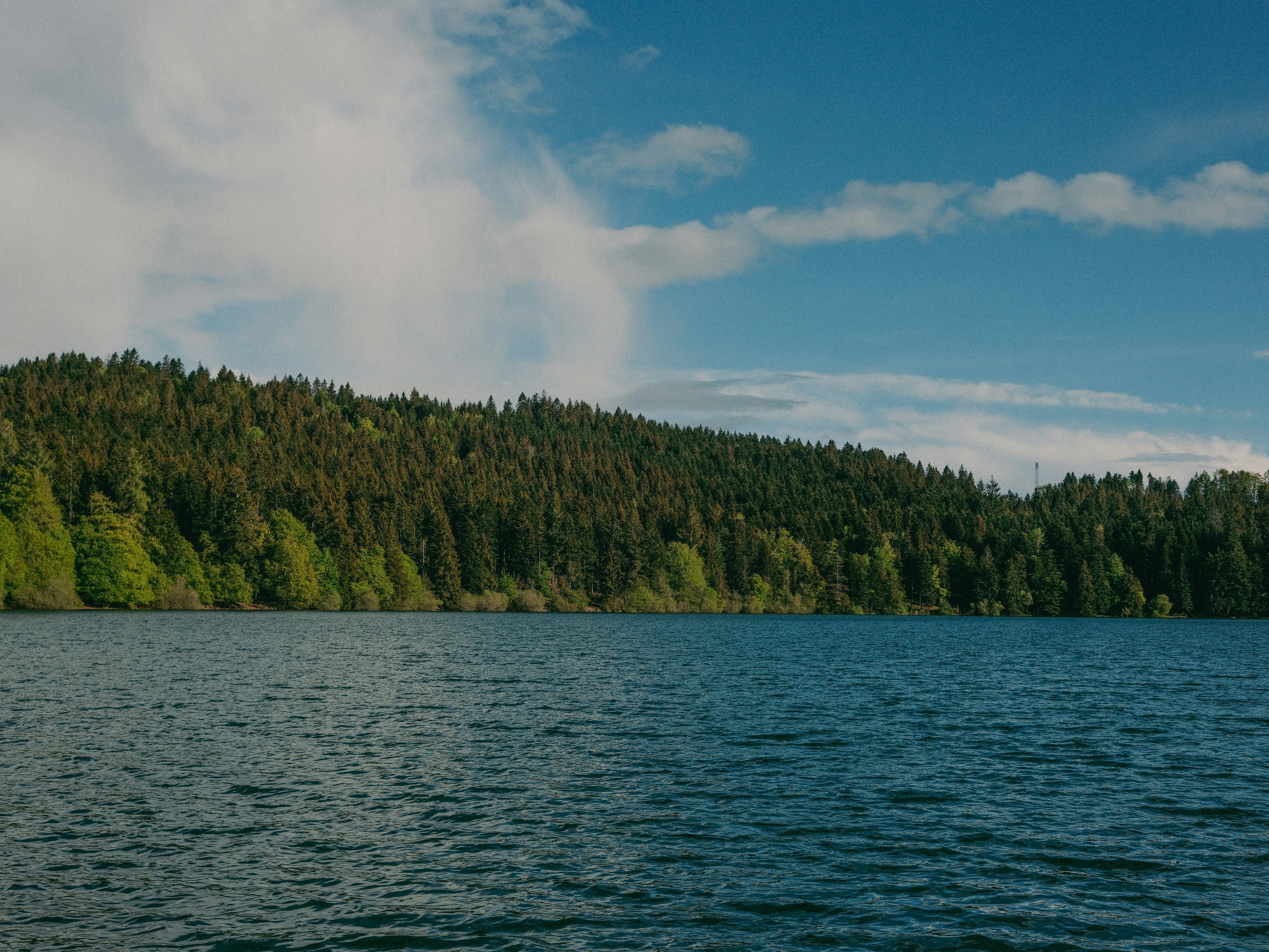 Midday stillness on a forest-rimmed lake