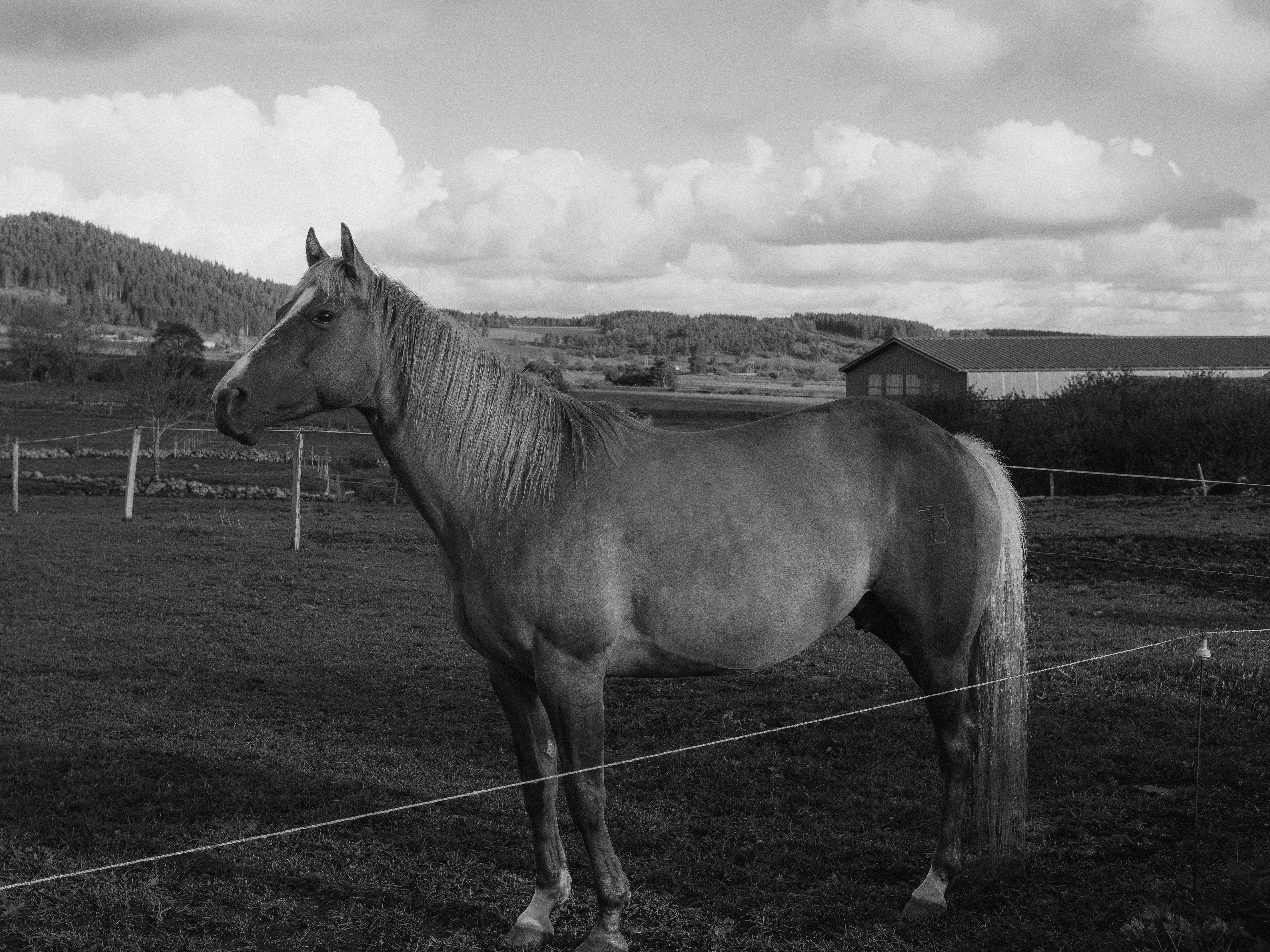 Pasture Portrait: A Stately Horse in Quiet Pasture