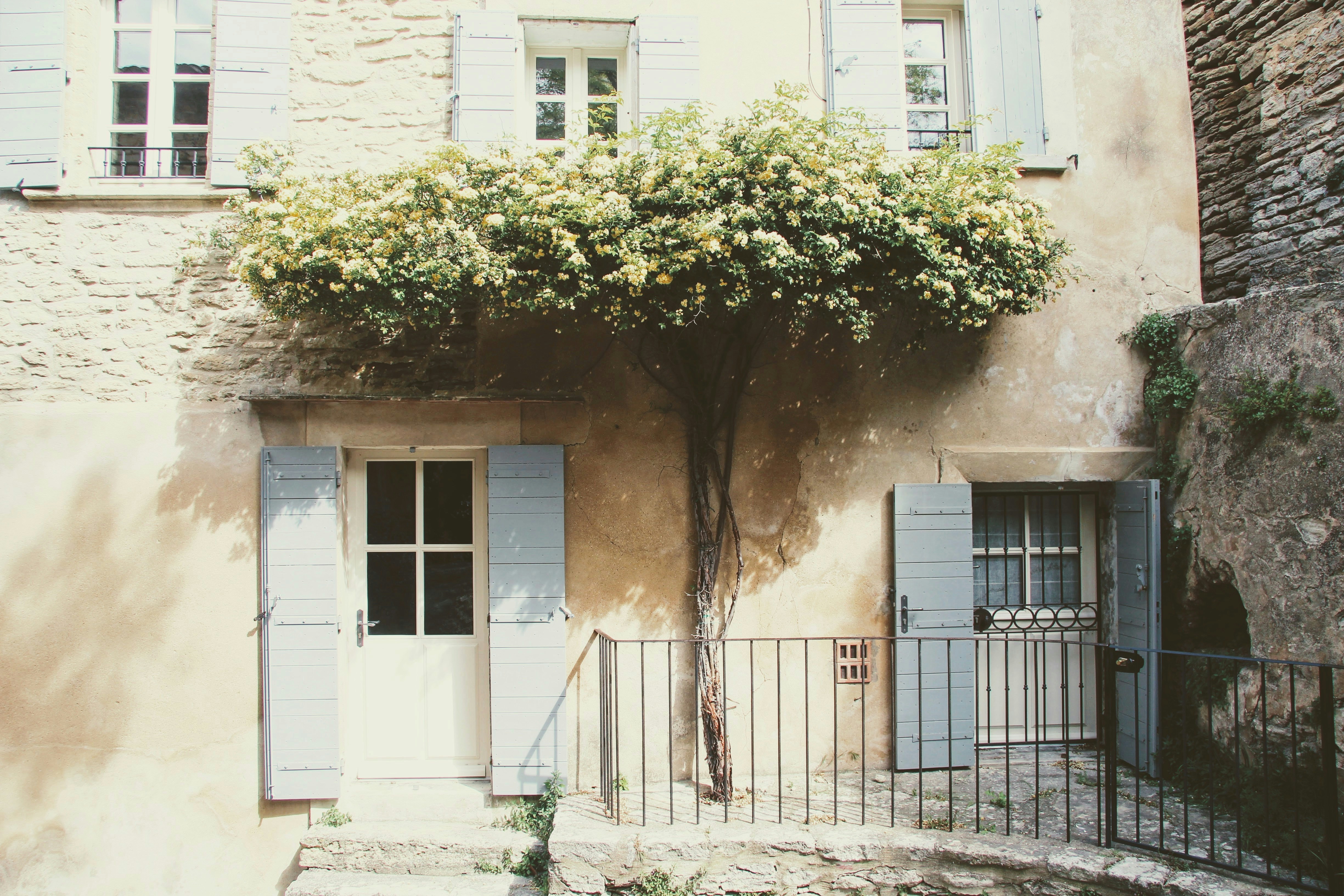 Cream-washed façade with blue shutters and a flowering tree arching over a doorway and a small terrace.